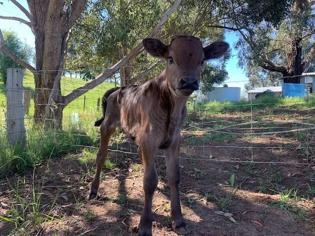 Blog — Jonai Farms & Meatsmiths