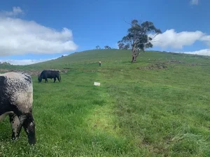 Blog — Jonai Farms & Meatsmiths