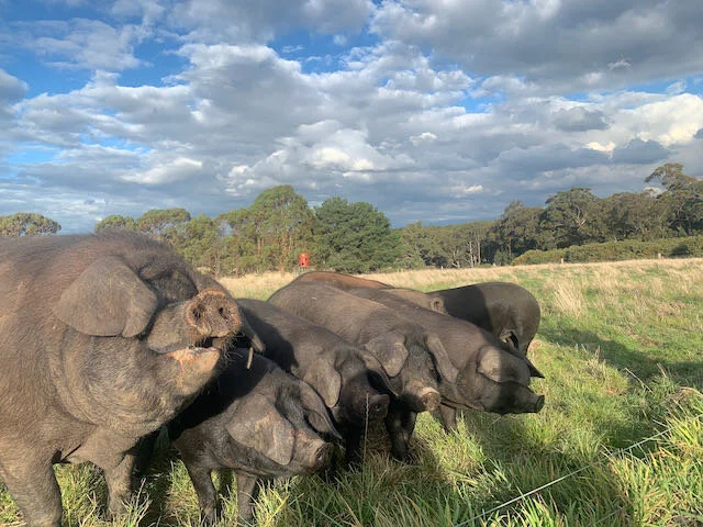 Jonai micro-abattoir fundraising — Jonai Farms & Meatsmiths