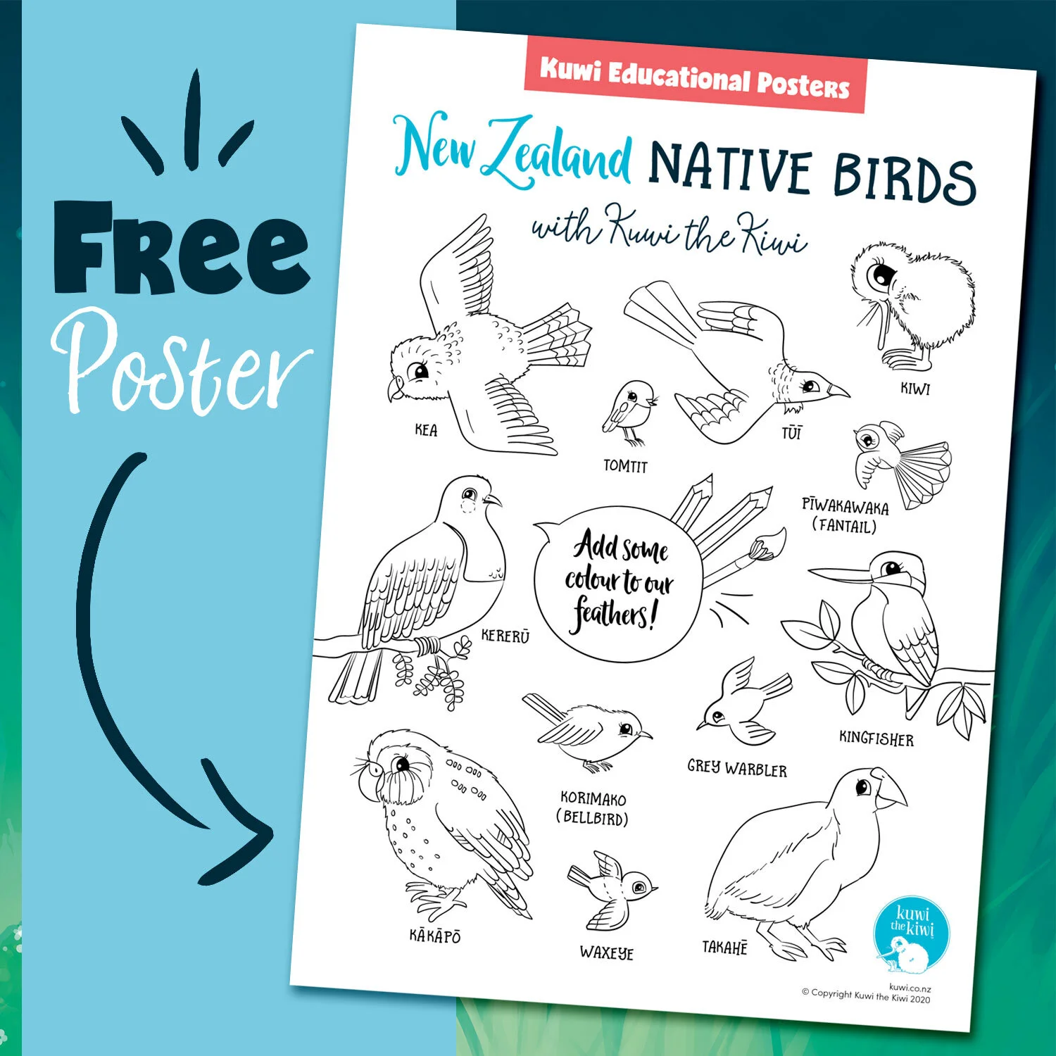FREE Kuwi Poster - NZ Native Birds — Kuwi the Kiwi