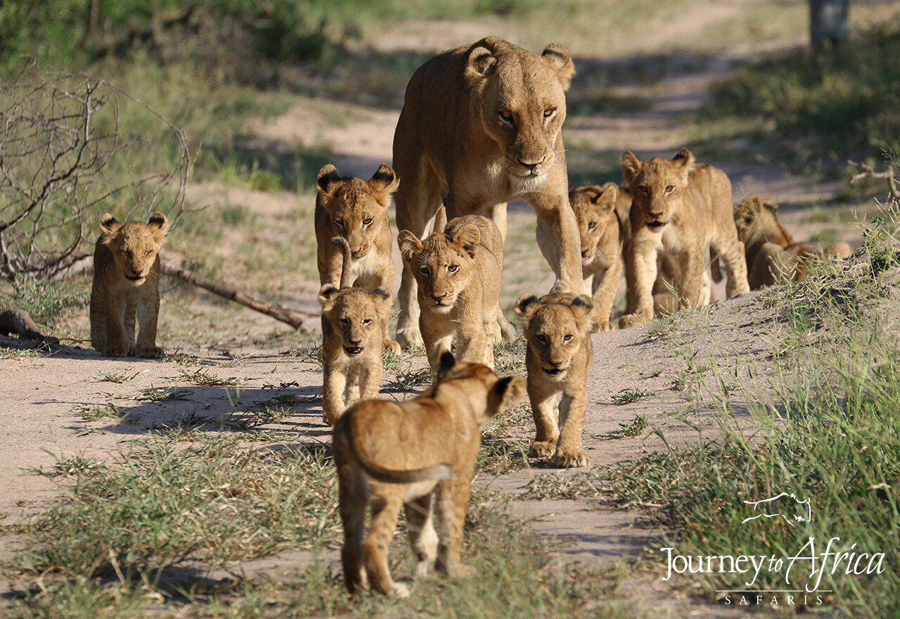 MalaMala Game Reserve in South Africa | Journey To Africa Safaris