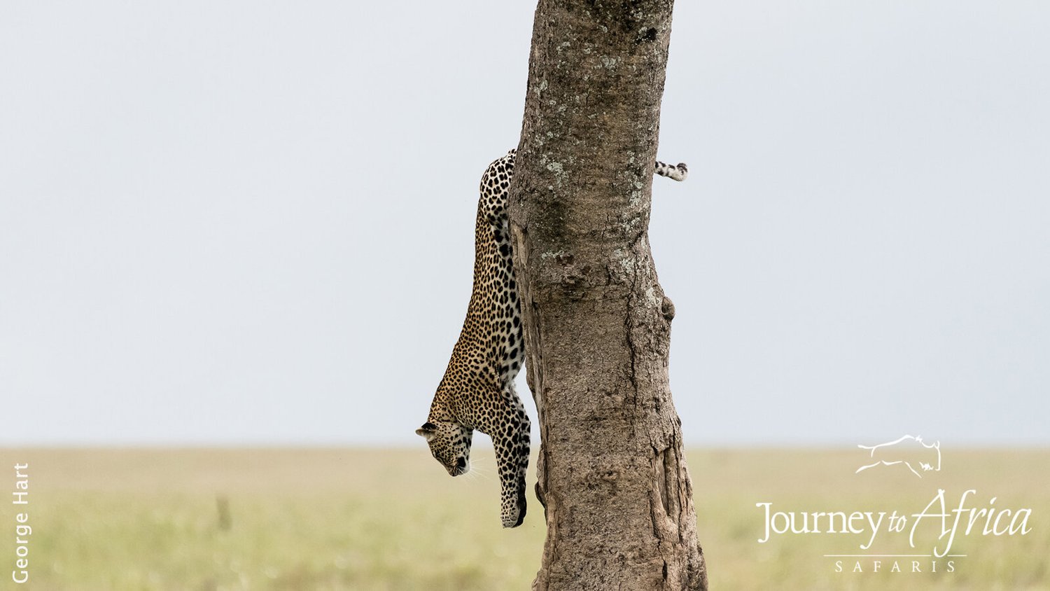 Leopards on Safari in Africa | Journey To Africa Safaris