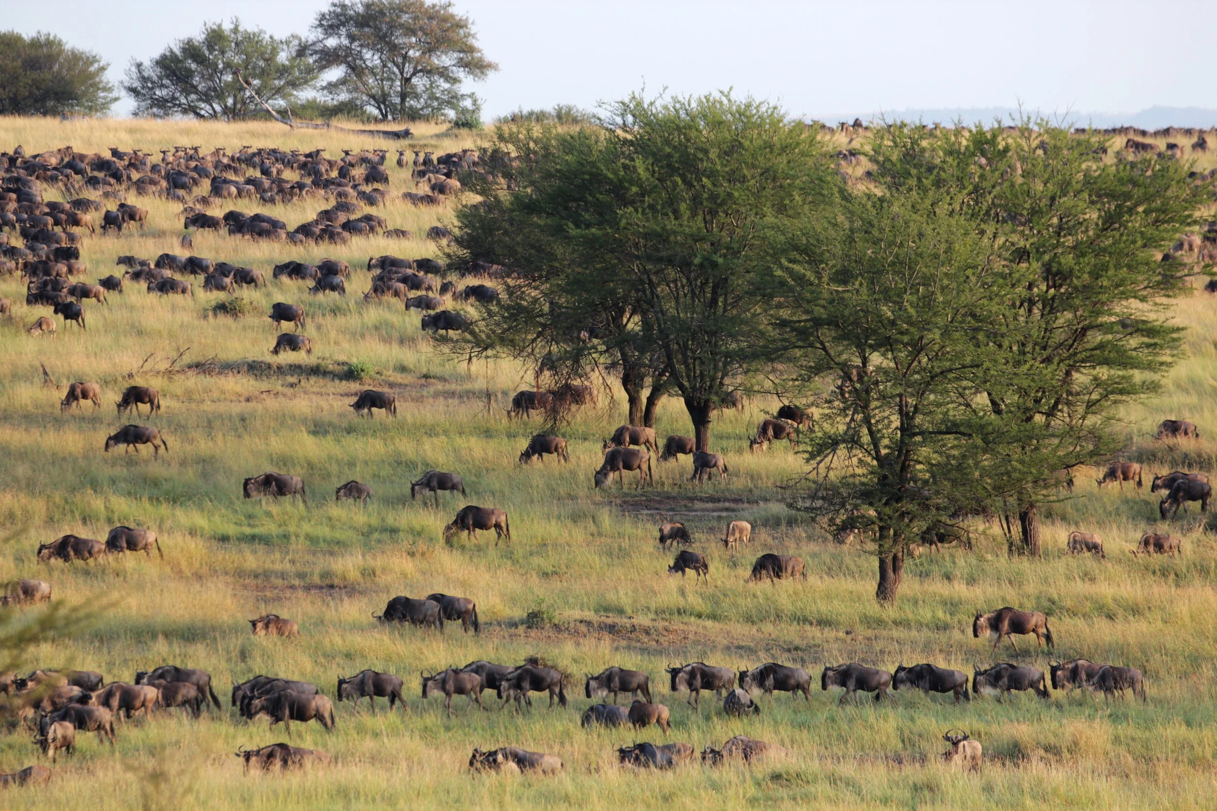The Great Wildebeest and Zebra Migration in Serengeti, Tanzania and ...