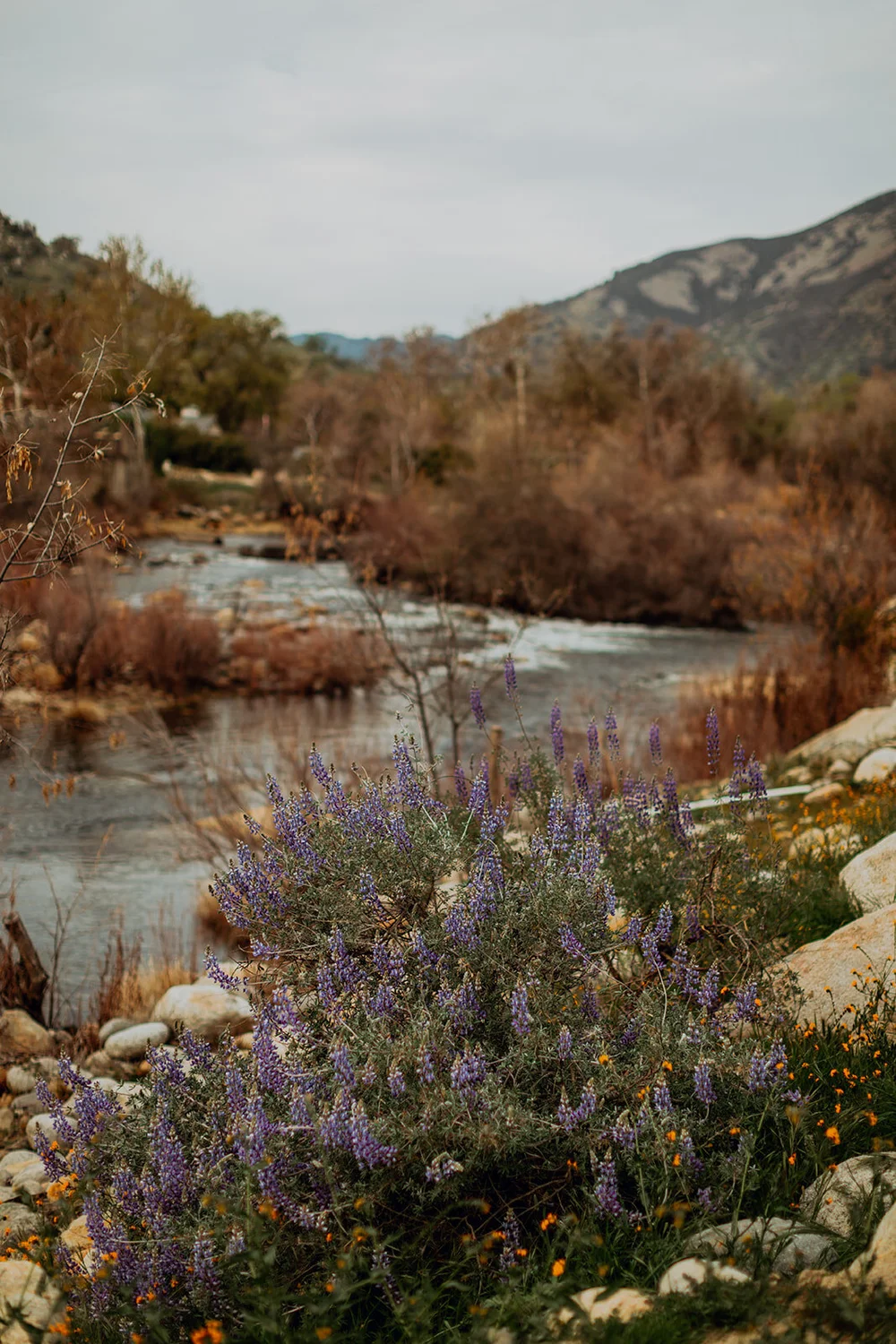 Wedding Collections — Sequoia Weddings