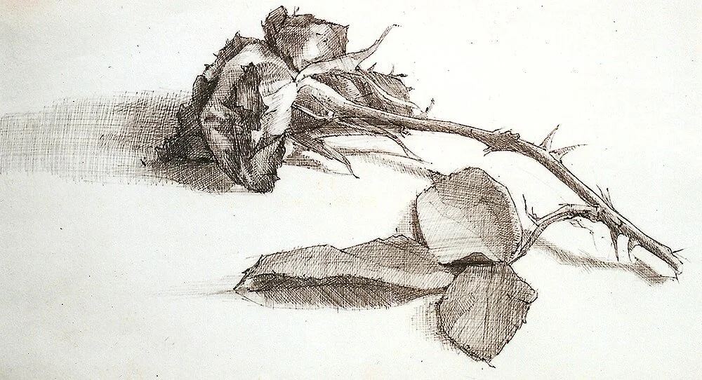 How to draw beautiful Roses for a Still Life