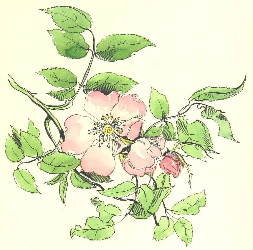 How to draw beautiful Roses for a Still Life