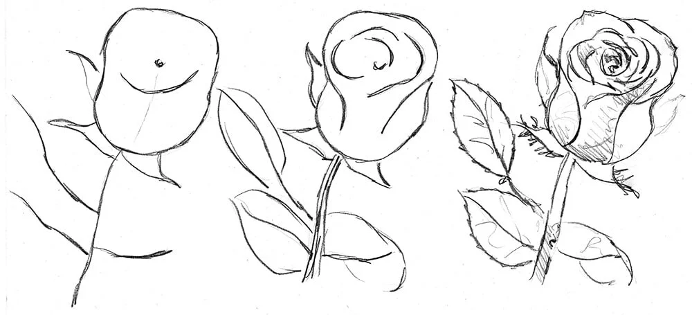 How to draw beautiful Roses for a Still Life