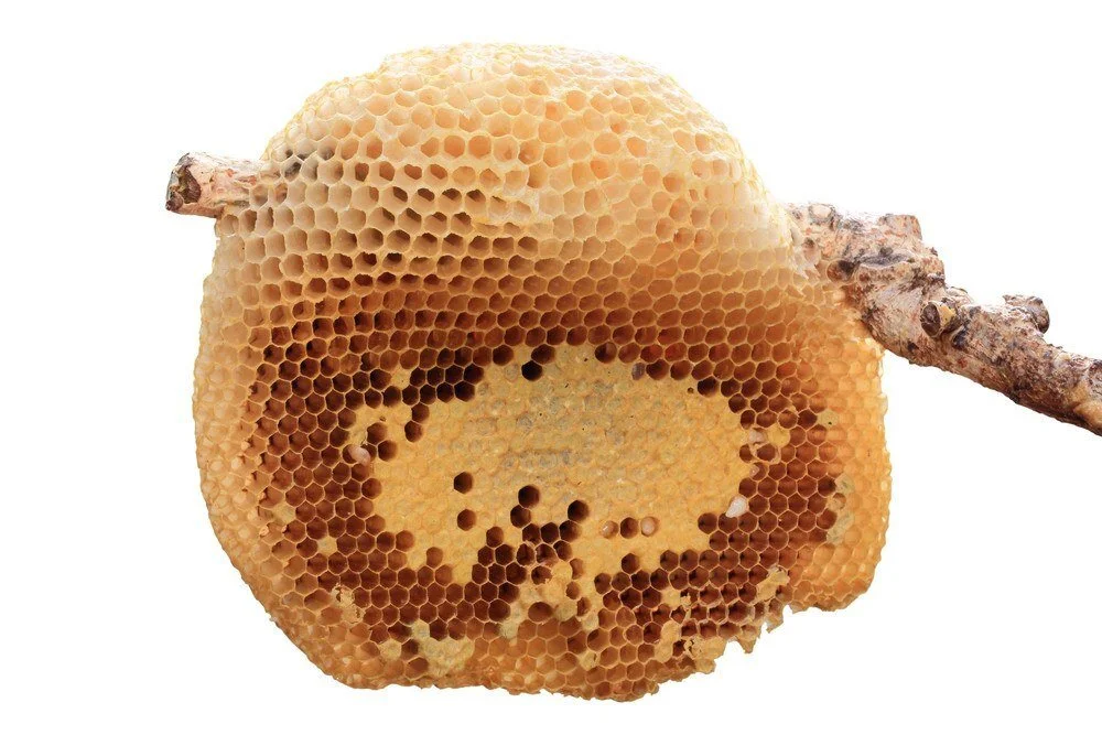 Behind the scenes: The beehive — Clever Endeavour Games