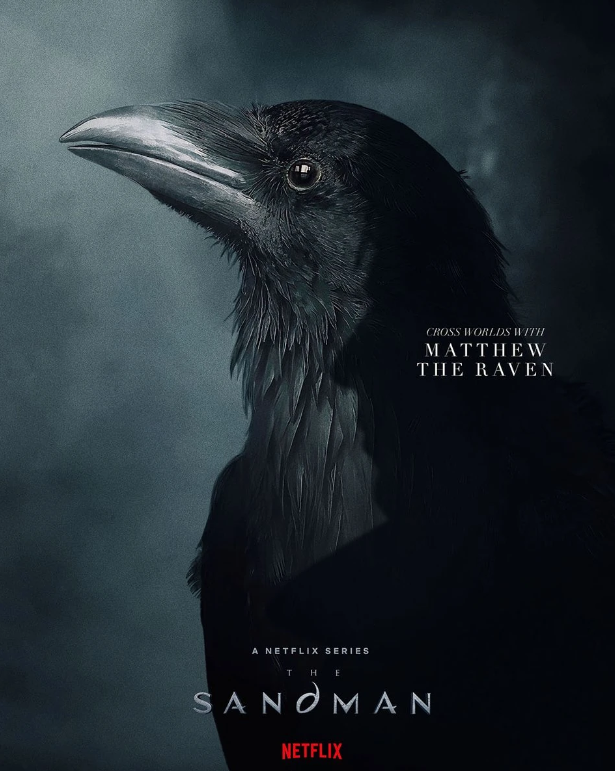 What Should Matthew Be Doing? A Job Analysis for being a Raven ...