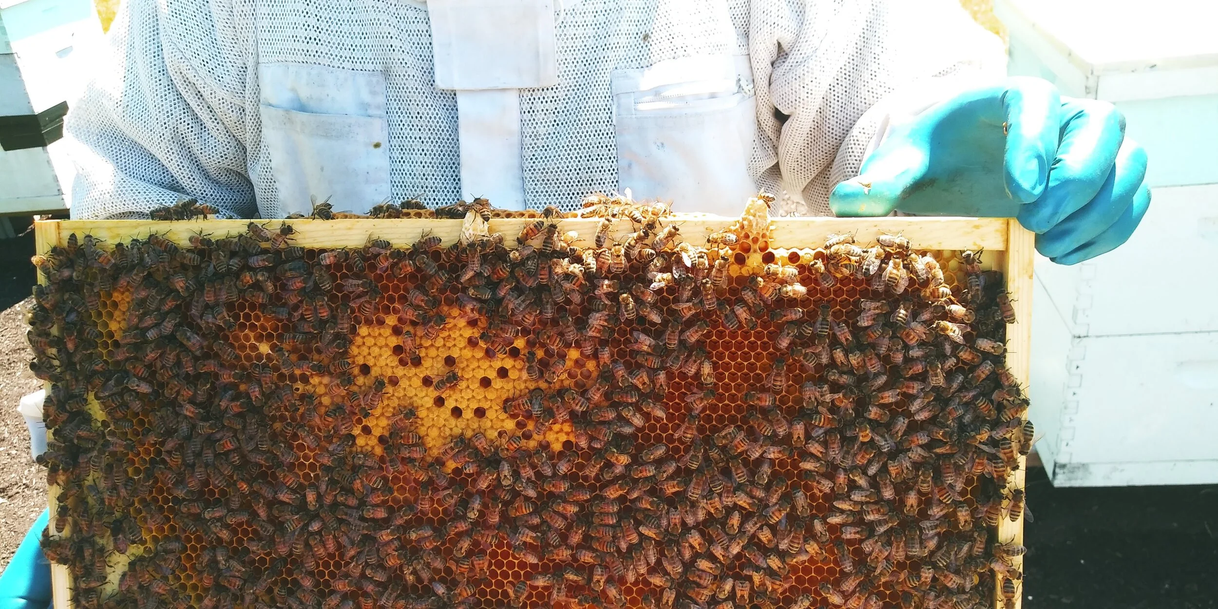 Build a Hive — ARK FARMS