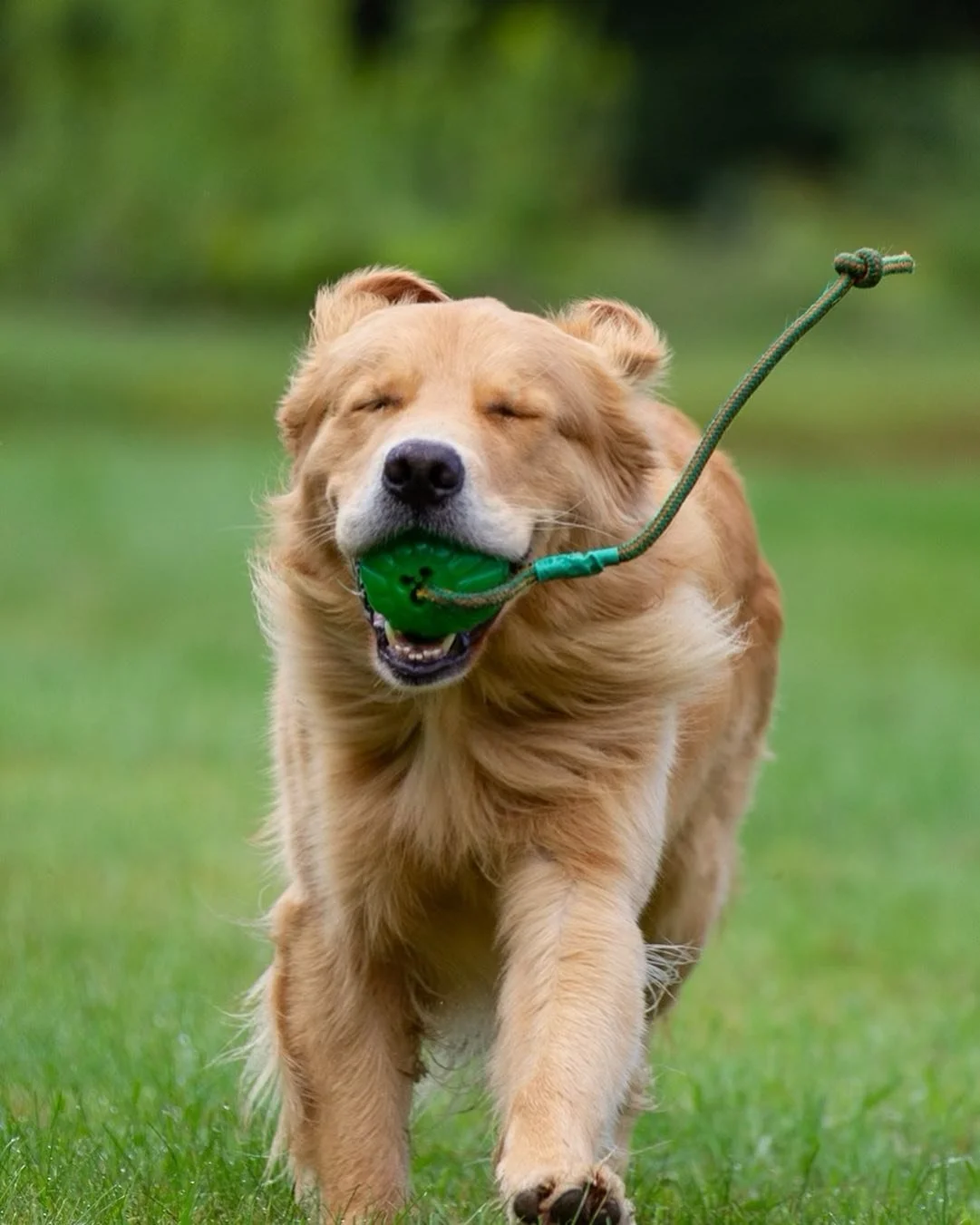 Vermont Dog Trainer