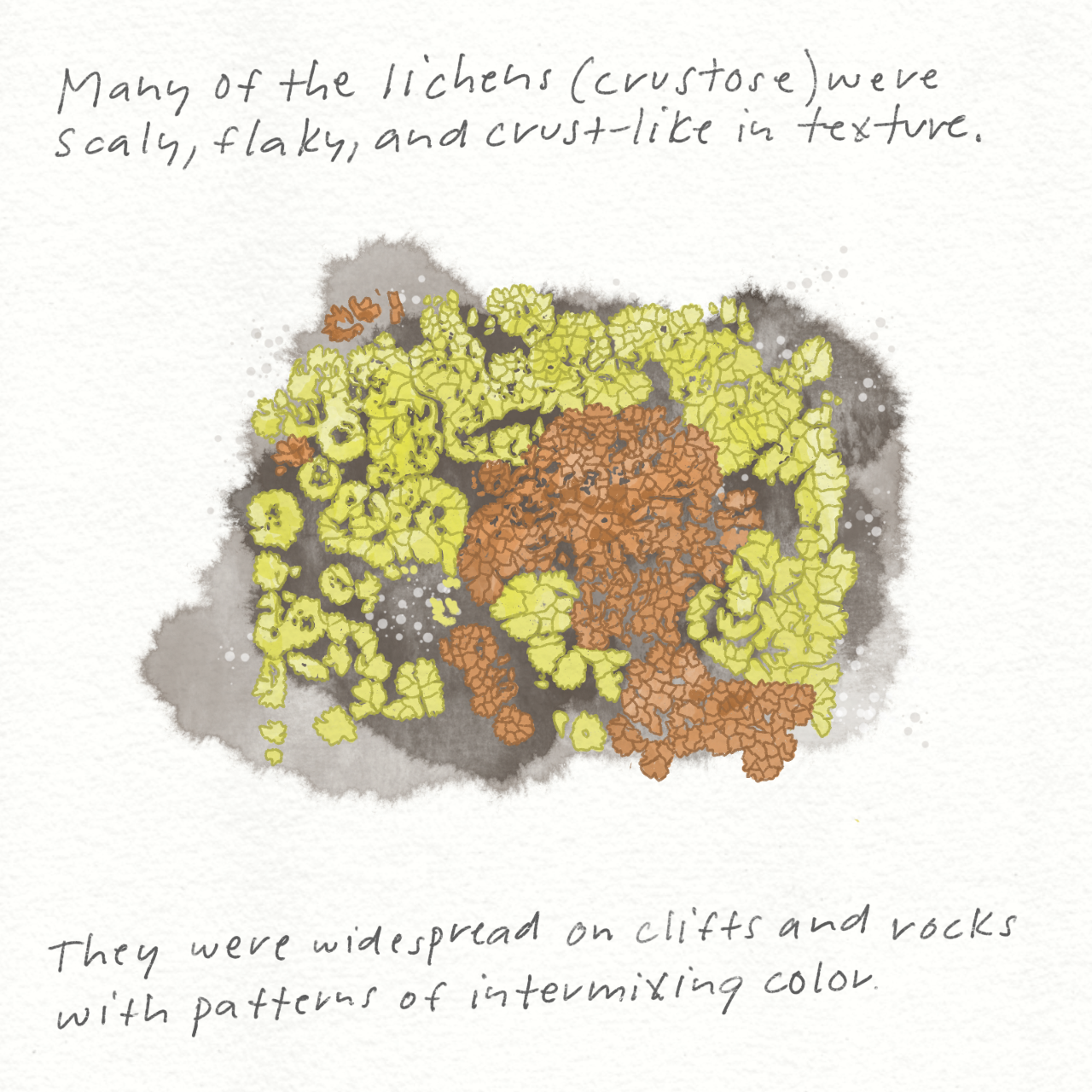 Exploring Nature: Lichen Palettes — The Nature Conservancy in Washington