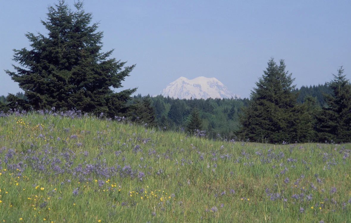 Prairie Grassland Of Washington