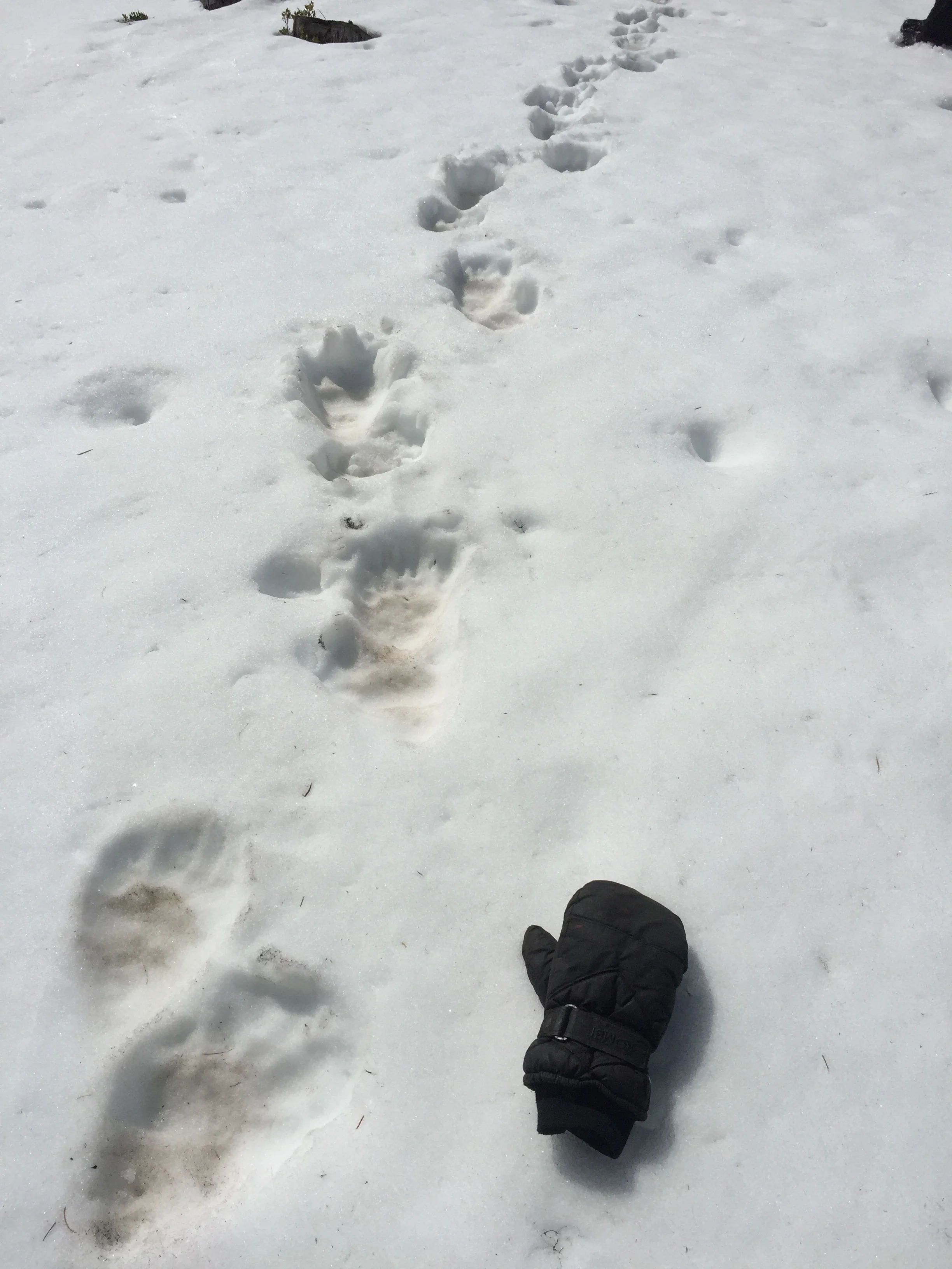 Black Bear Tracks In Snow
