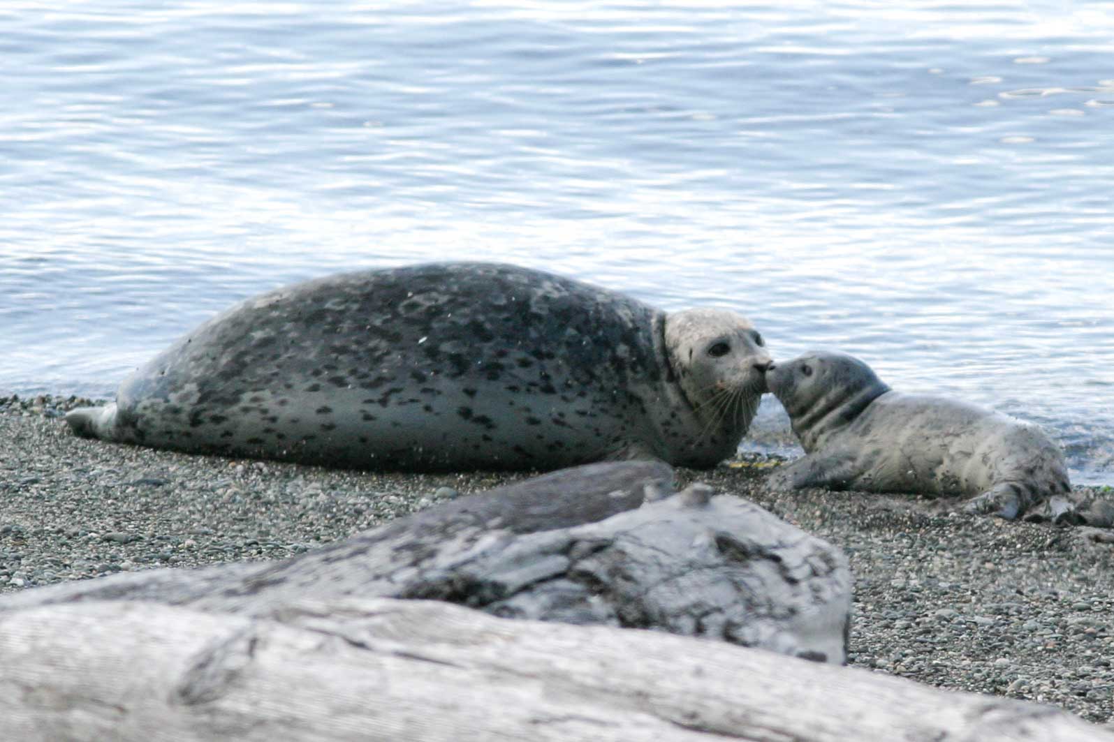 Baby Spotted Seal