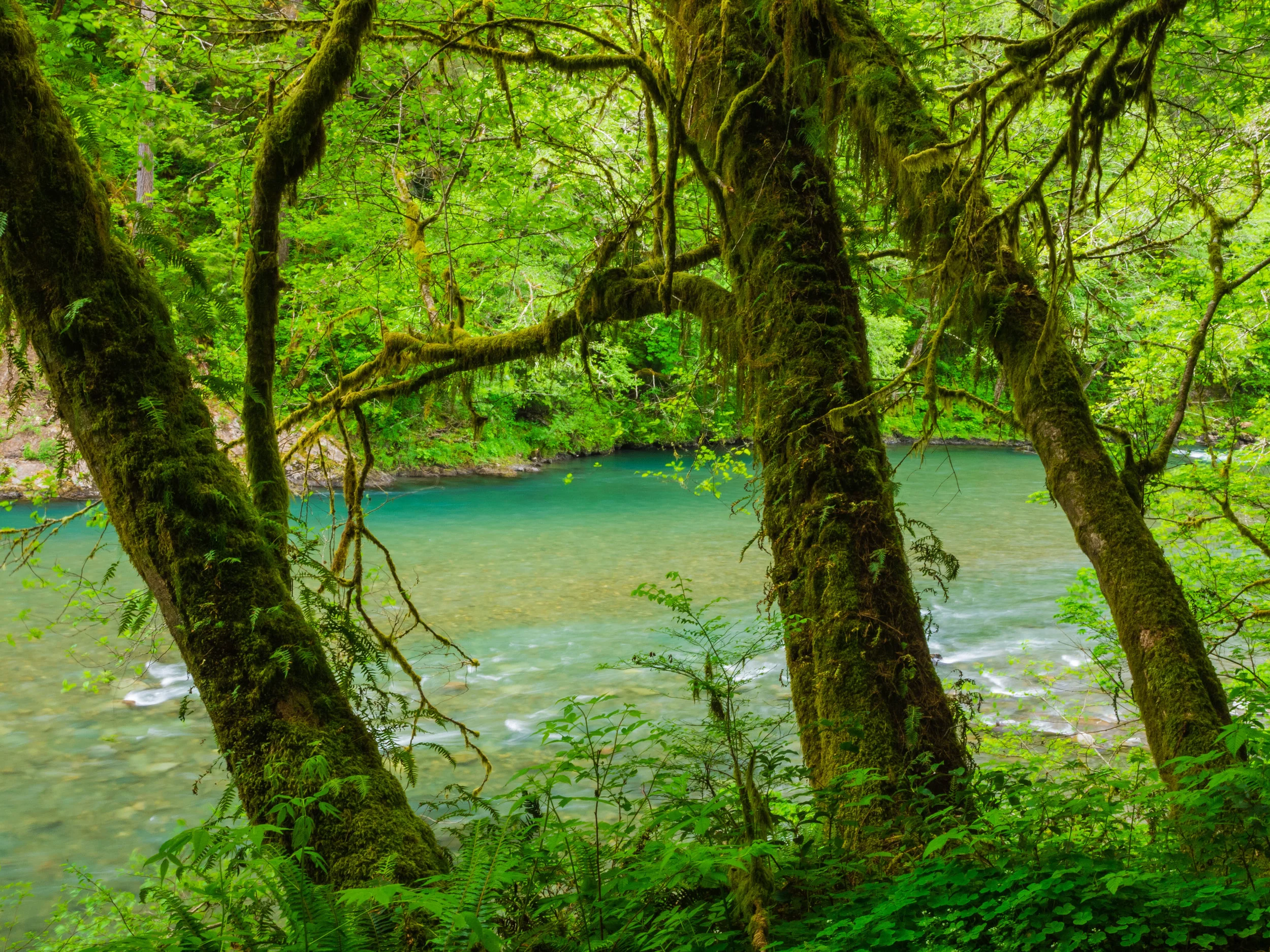Hoh River Recreation and Conservation Area - The Nature Conservancy in ...