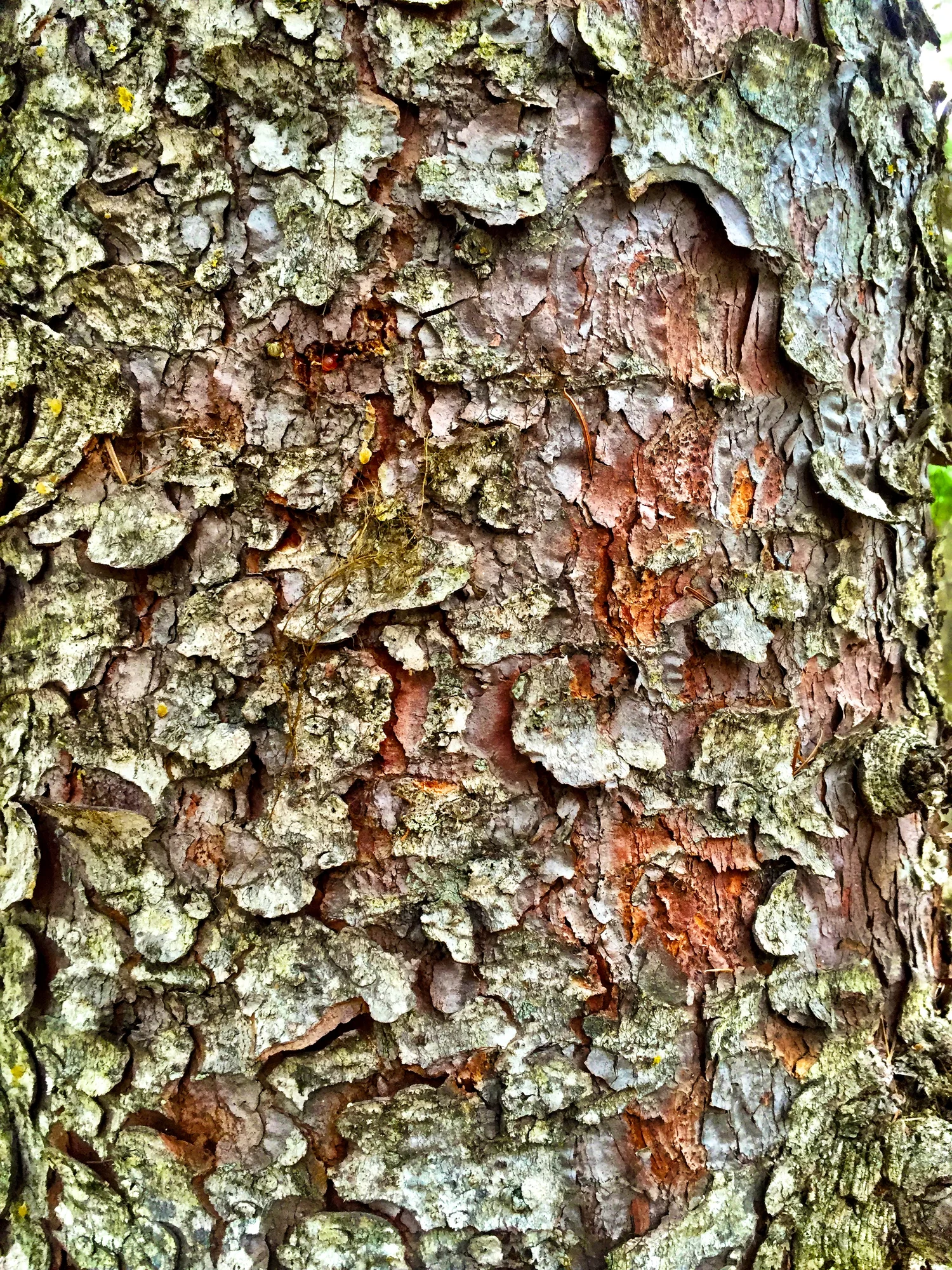 Engelmann Spruce Bark