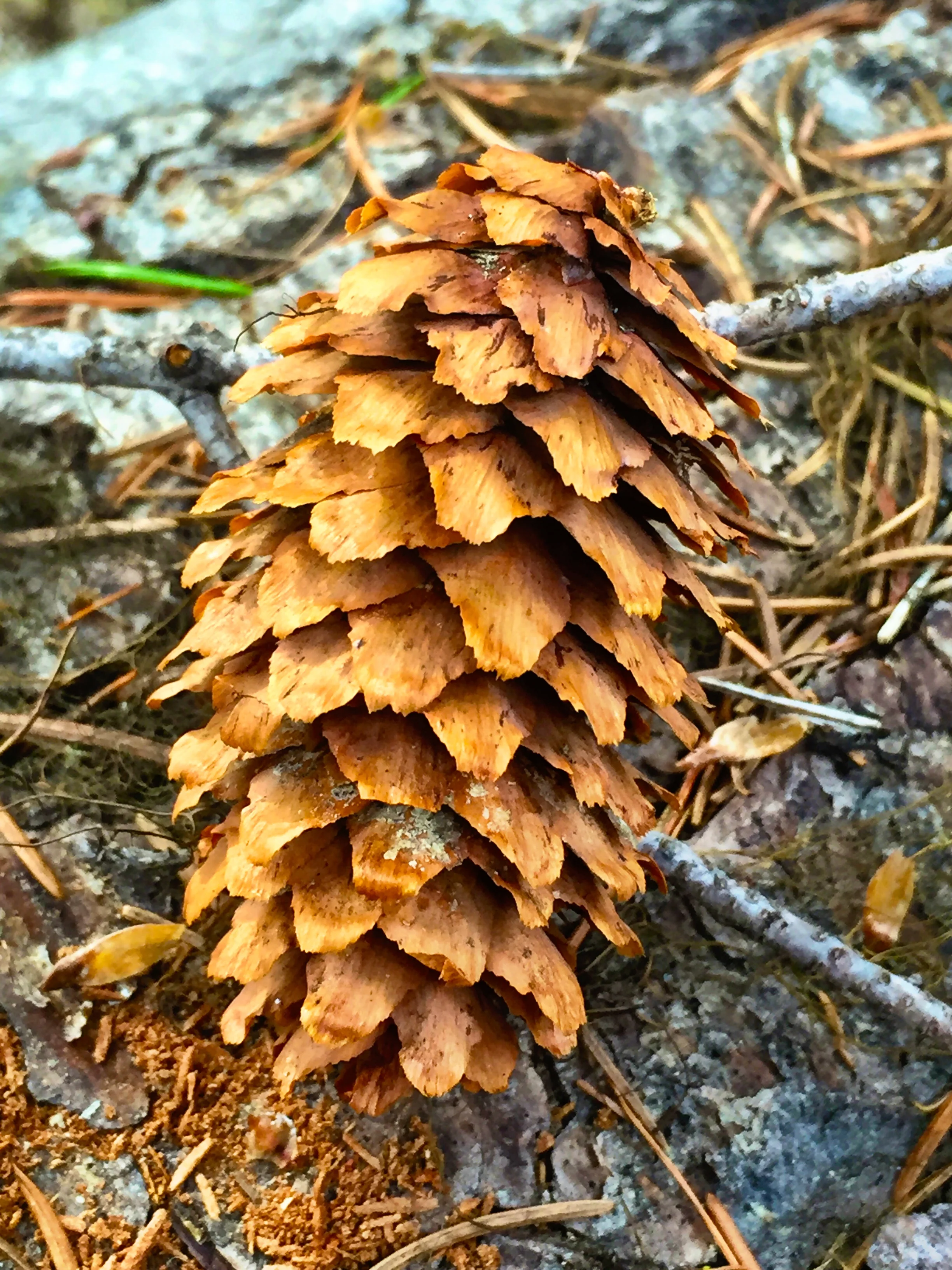 Engelmann Spruce Cones
