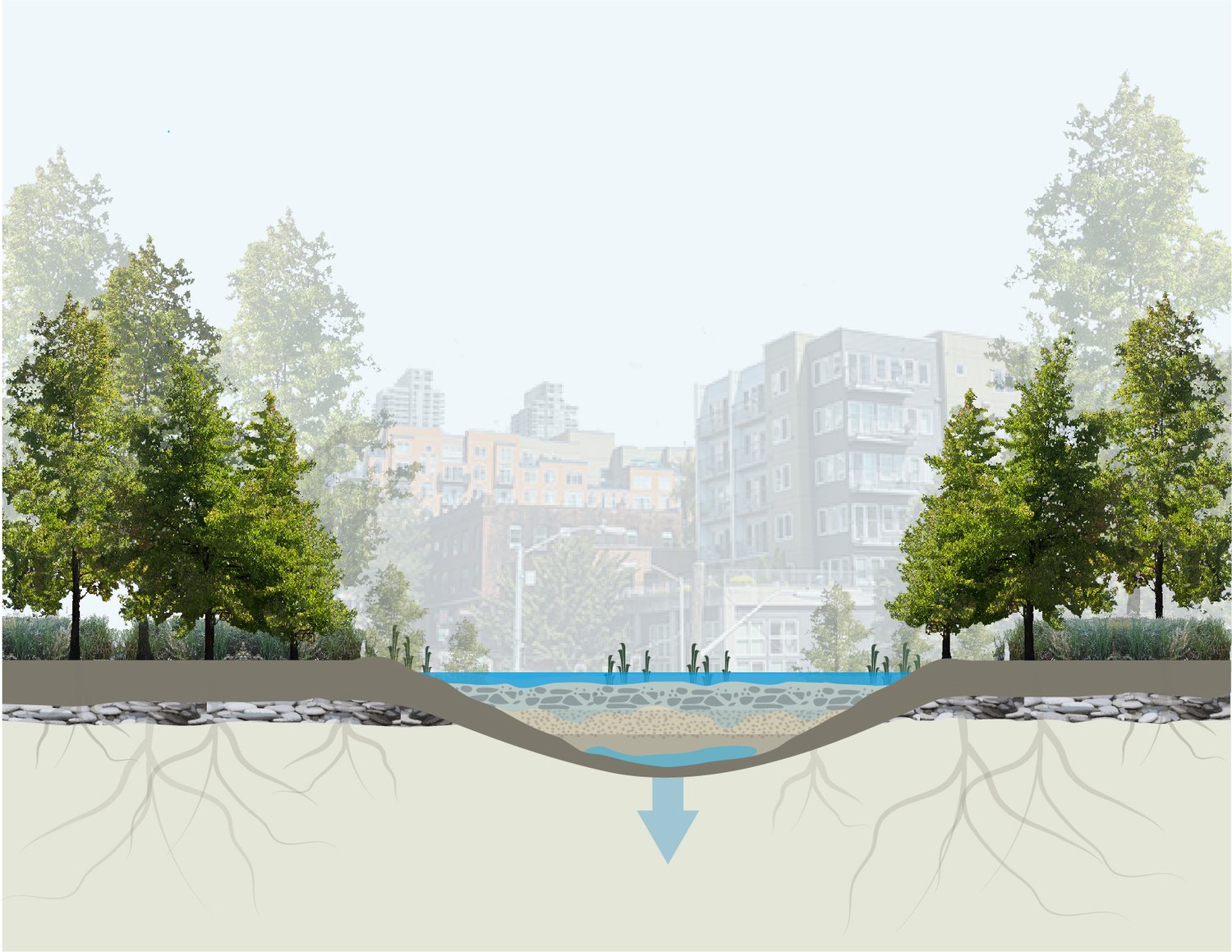 Urban Rain Gardens