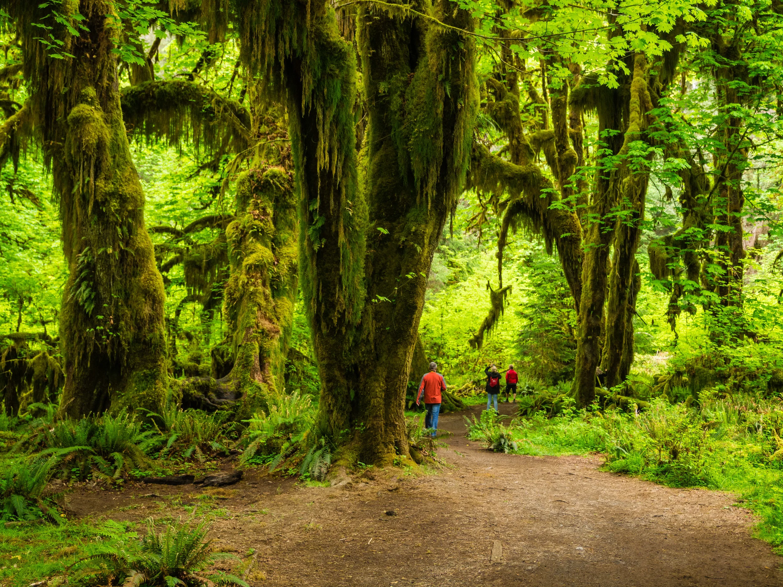 Hope on the Hoh: 10,000 Acres for Recreation and Conservation — The ...