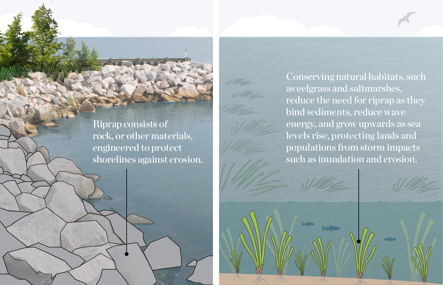 Two-Minute Takeaway: What is Riprap? — The Nature Conservancy in Washington