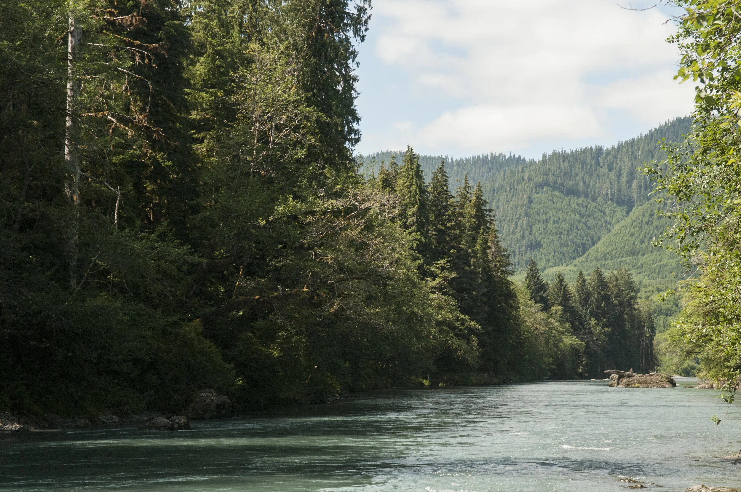 We Encountered an Old Acquaintance on the Hoh — The Nature Conservancy ...
