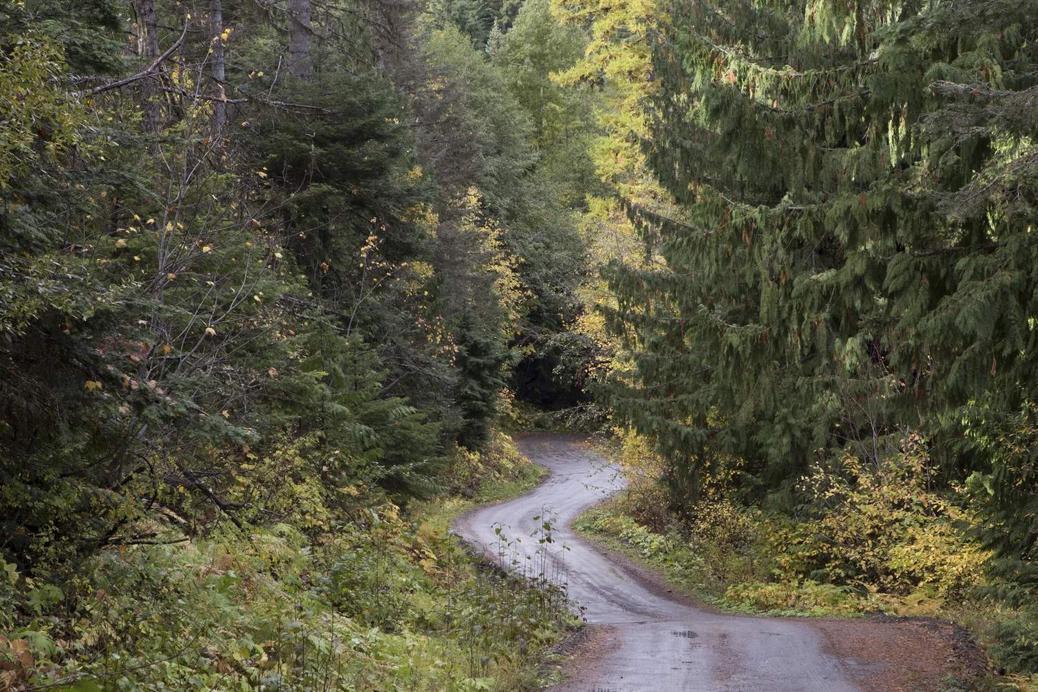 Washington Forest Roads