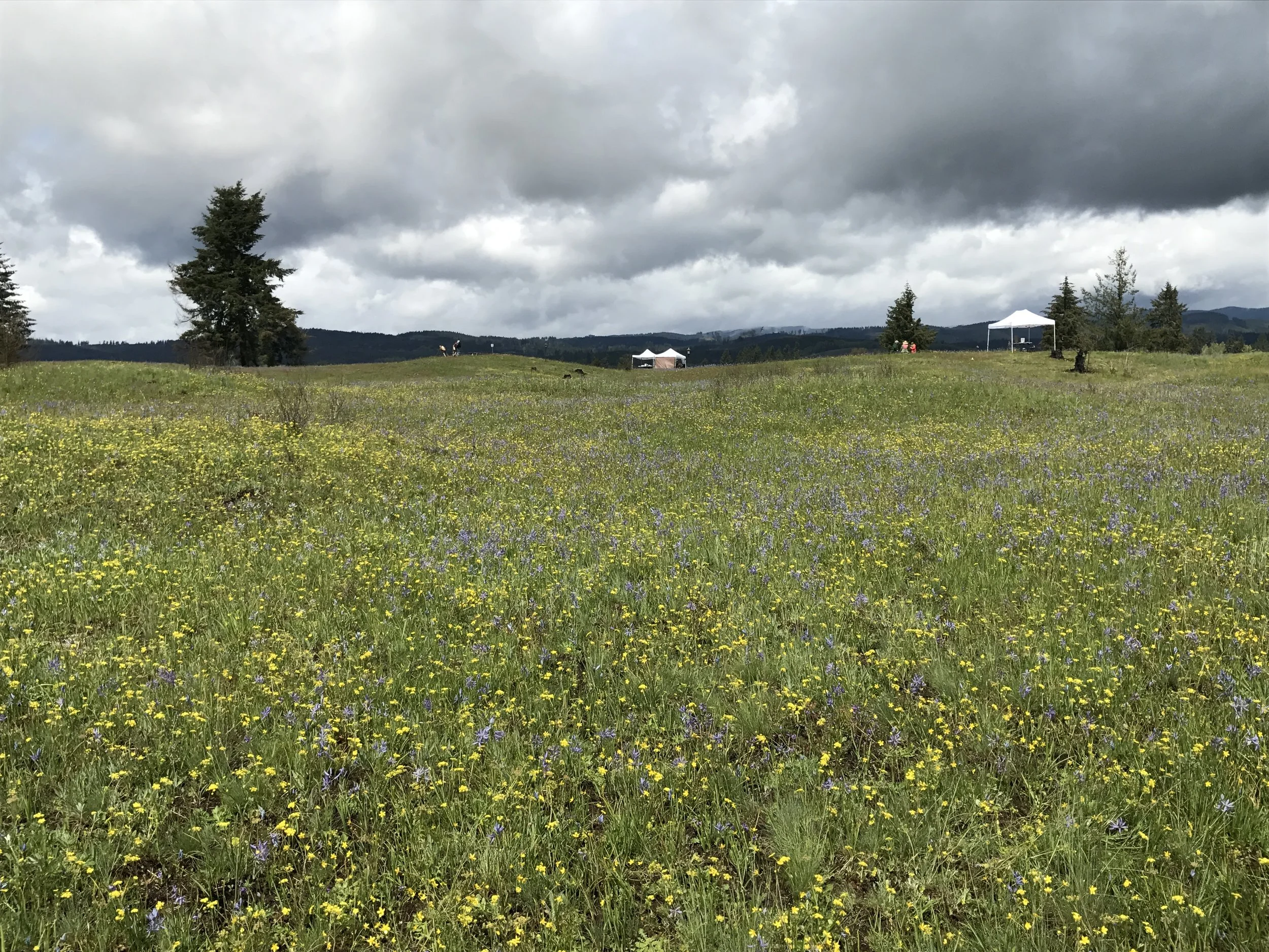 Prairie Appreciation Day highlights an often-overlooked treasure — The ...