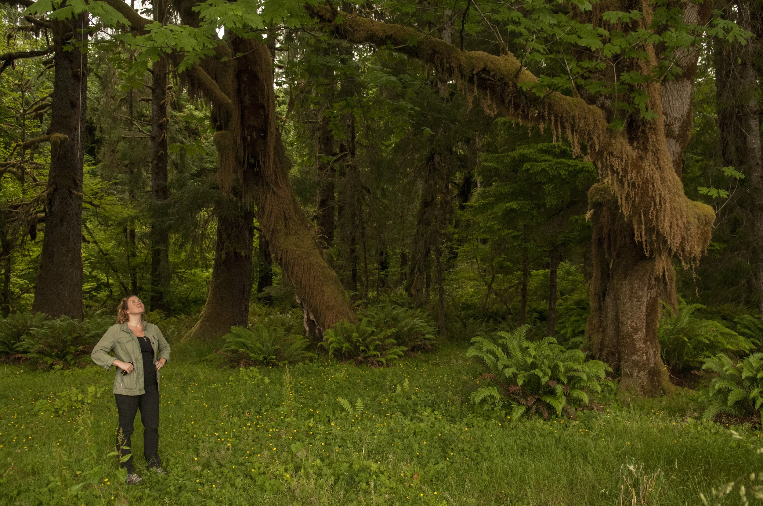 Hoh River Recreation and Conservation Area - The Nature Conservancy in ...