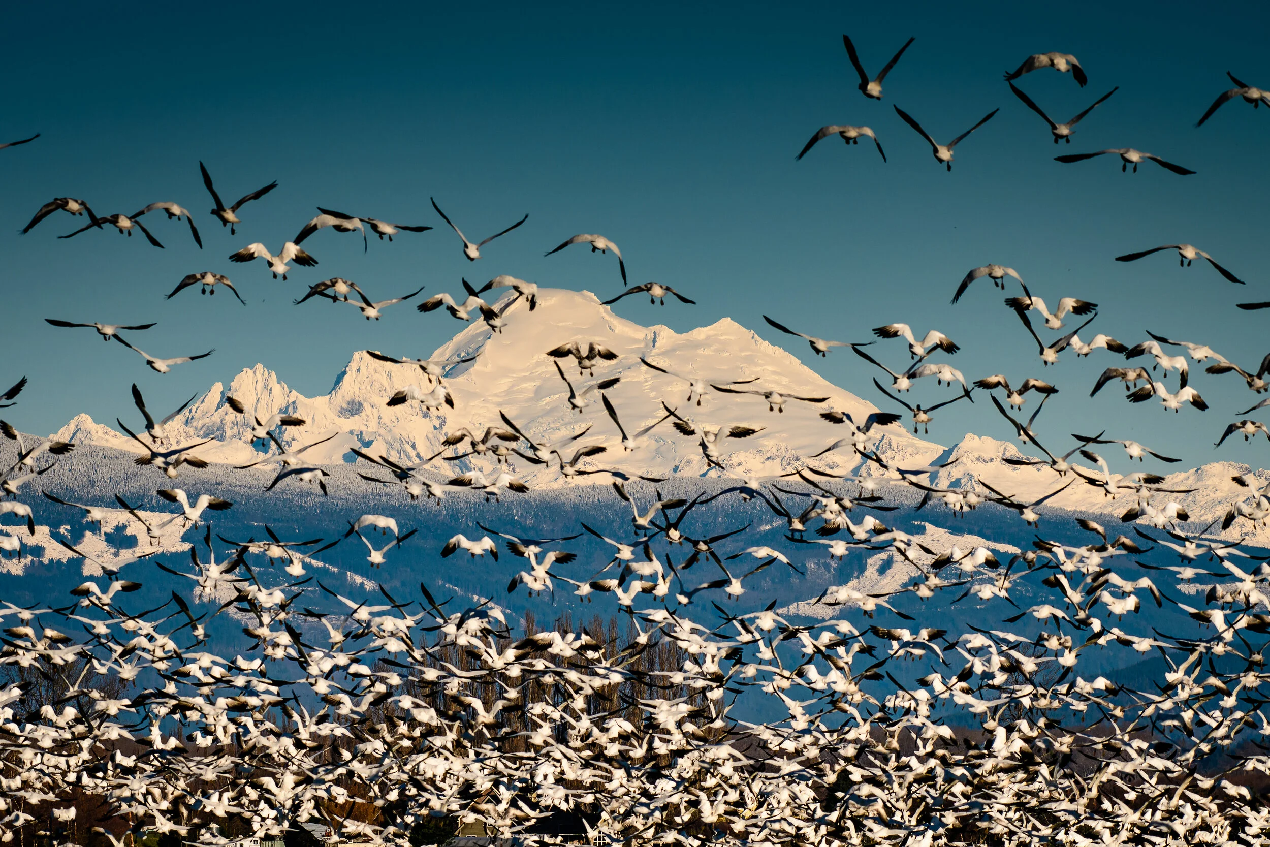 Moses Coulee & Beezley Hills - The Nature Conservancy in Washington