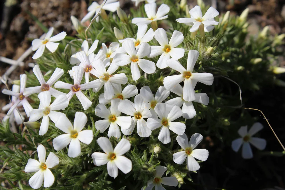 Moses Coulee & Beezley Hills - The Nature Conservancy in Washington