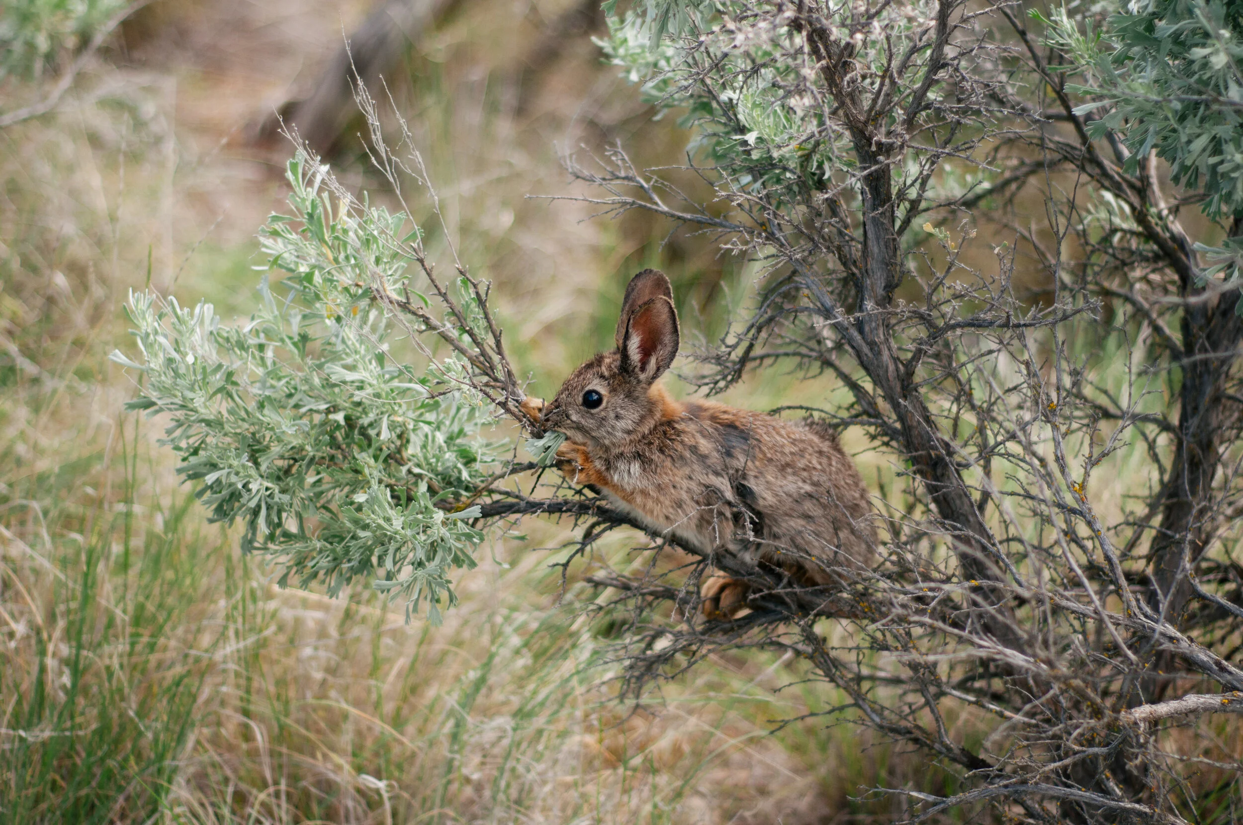 Moses Coulee & Beezley Hills - The Nature Conservancy in Washington