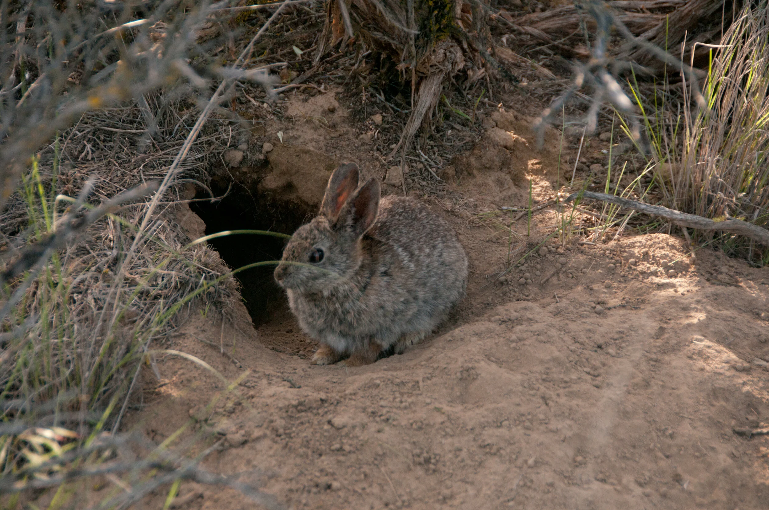 Pygmy Rabbit