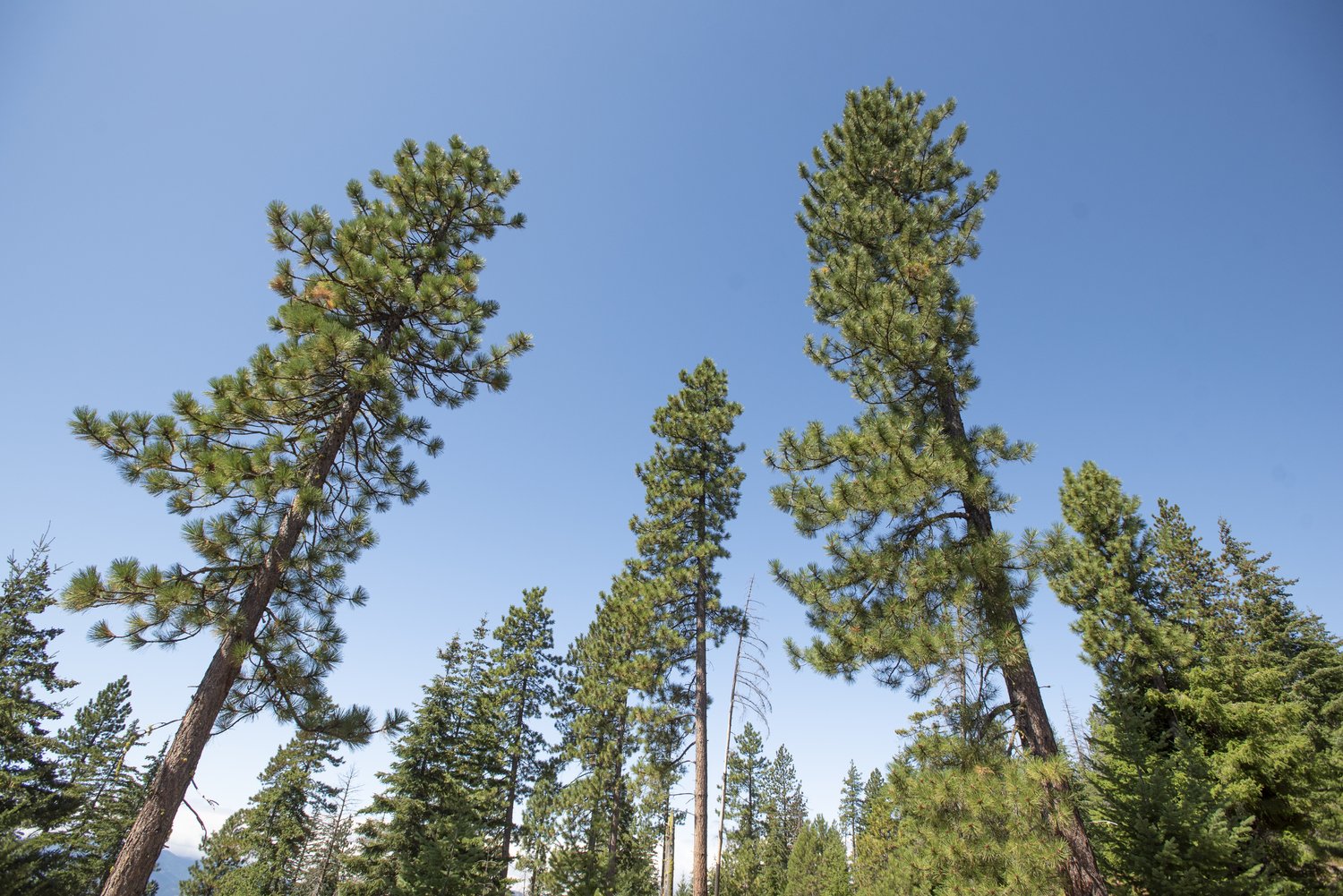Healthy Forest Trees