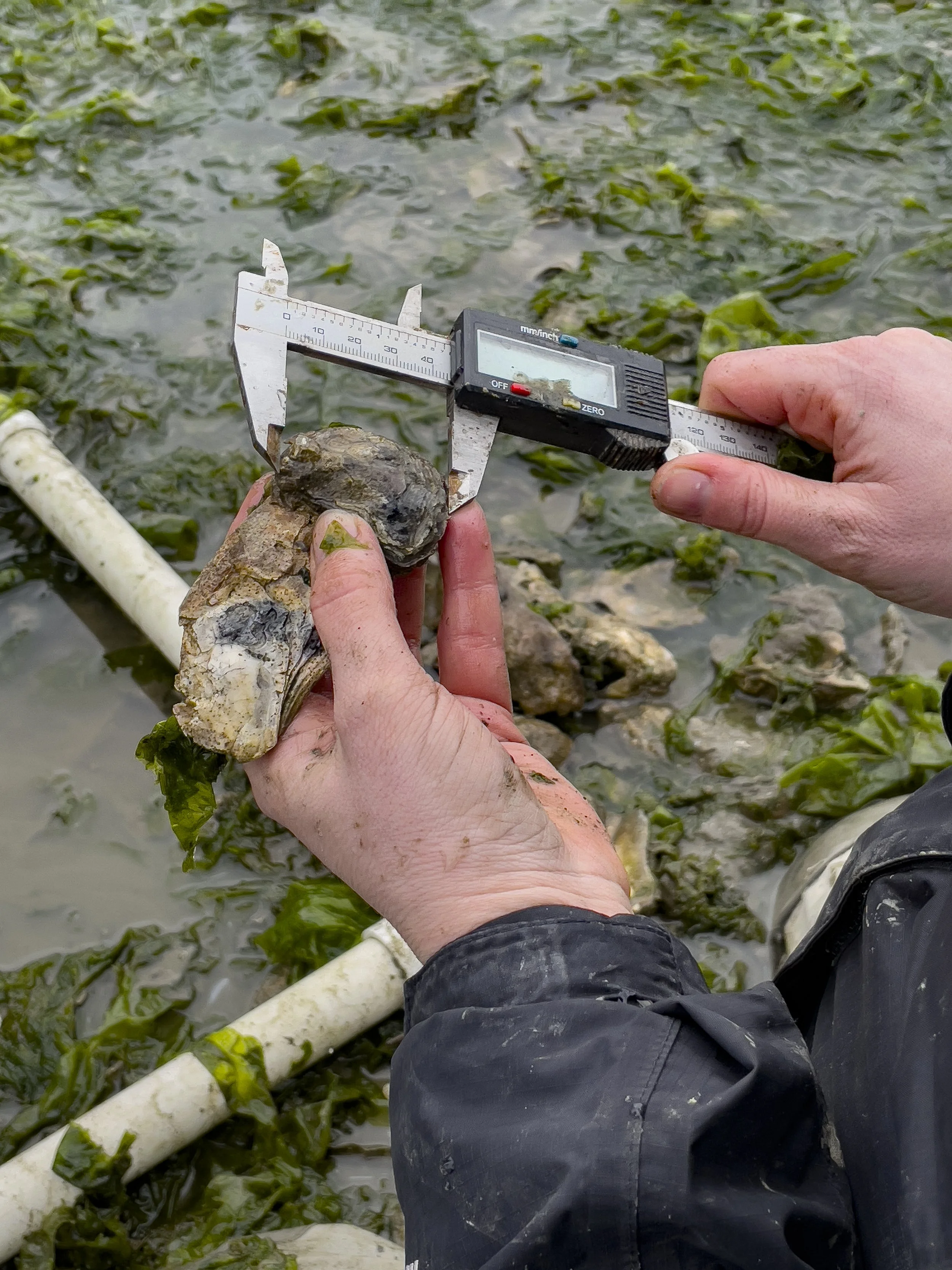 Farmed Oyster Shells Find Purpose for Native Oyster Restoration ...