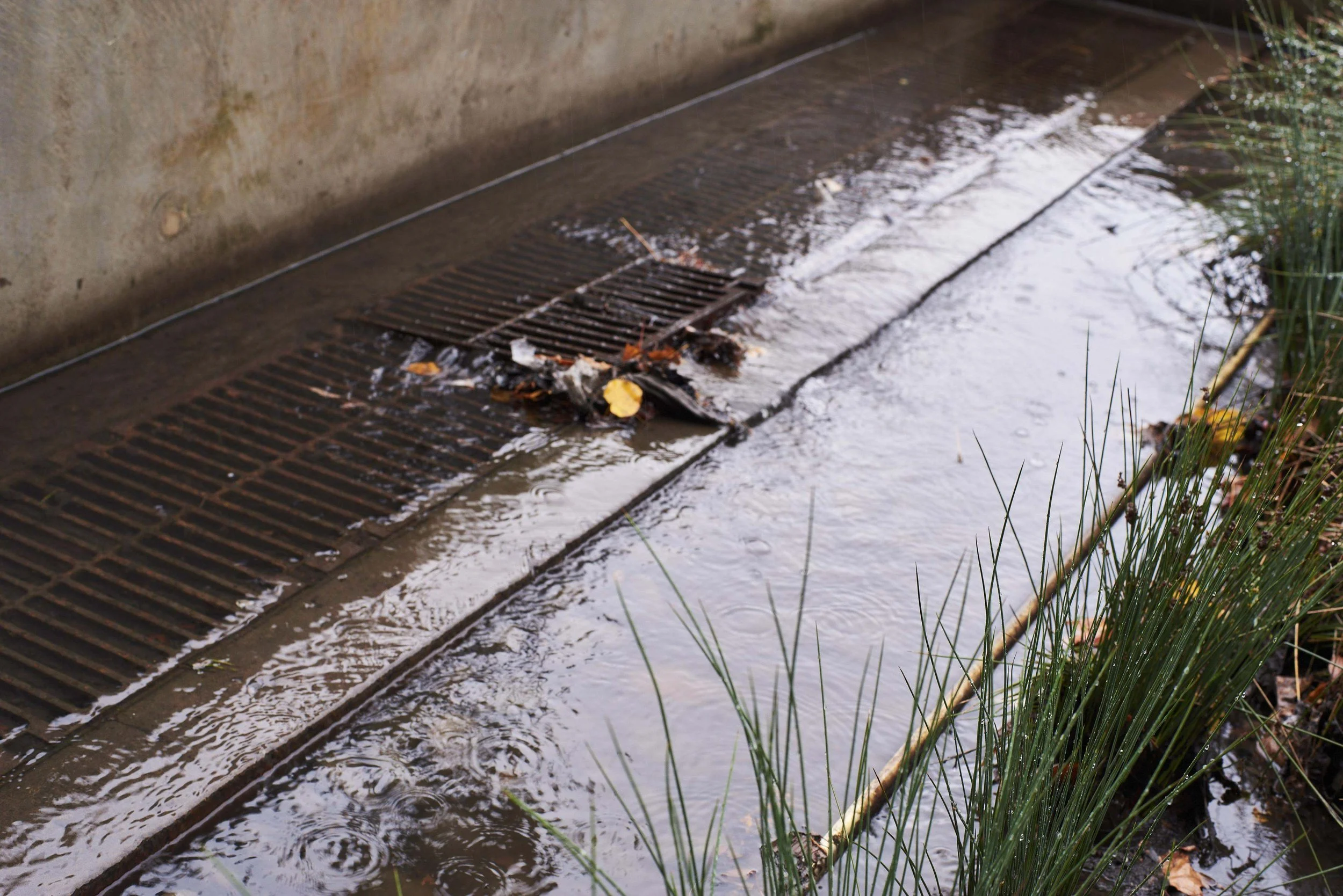 Rain Gardens: A Beautiful & Simple Solution — The Nature Conservancy in ...