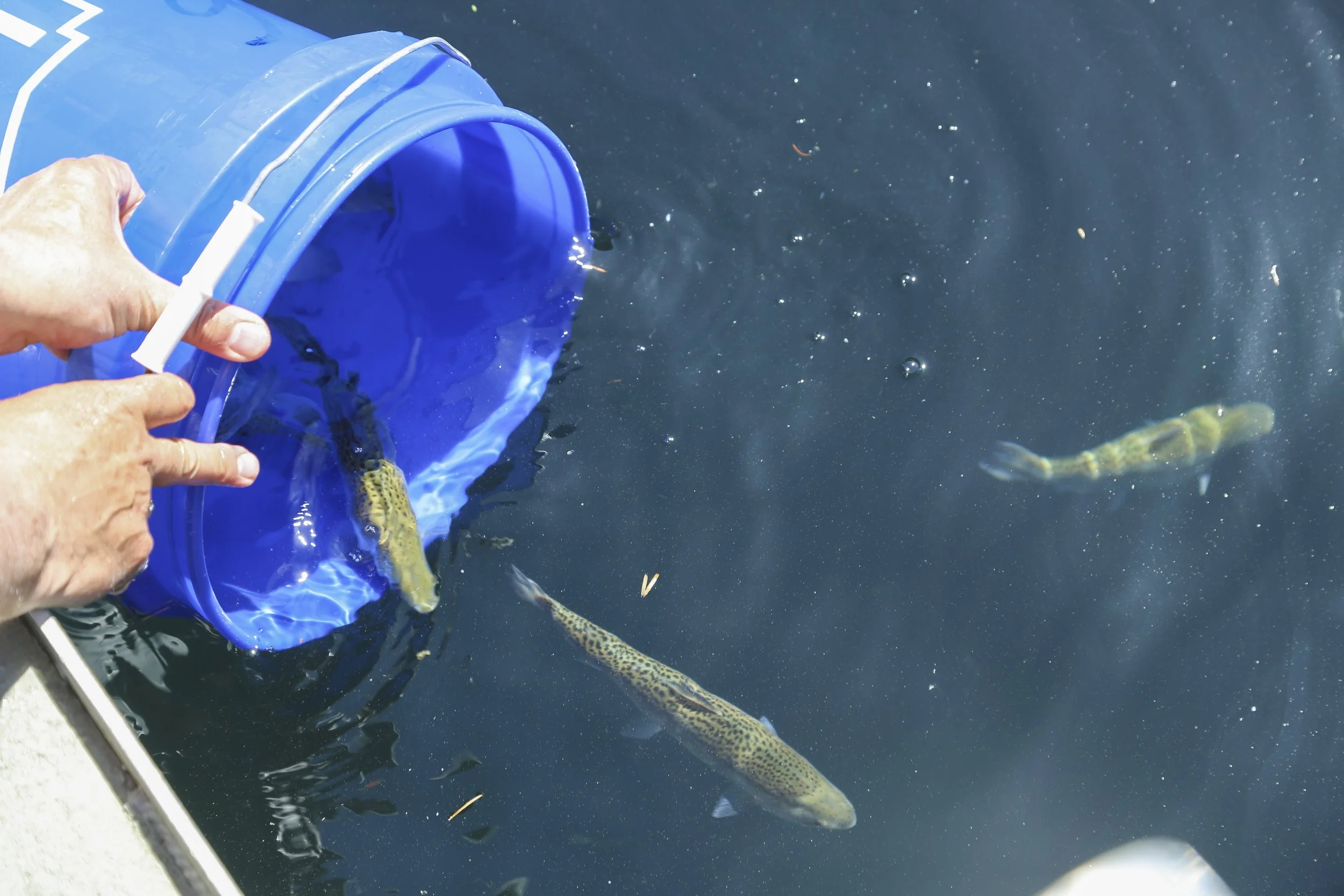 Port Susan Bay Preserve: Where have all the Chinook Gone? (Part 1 ...