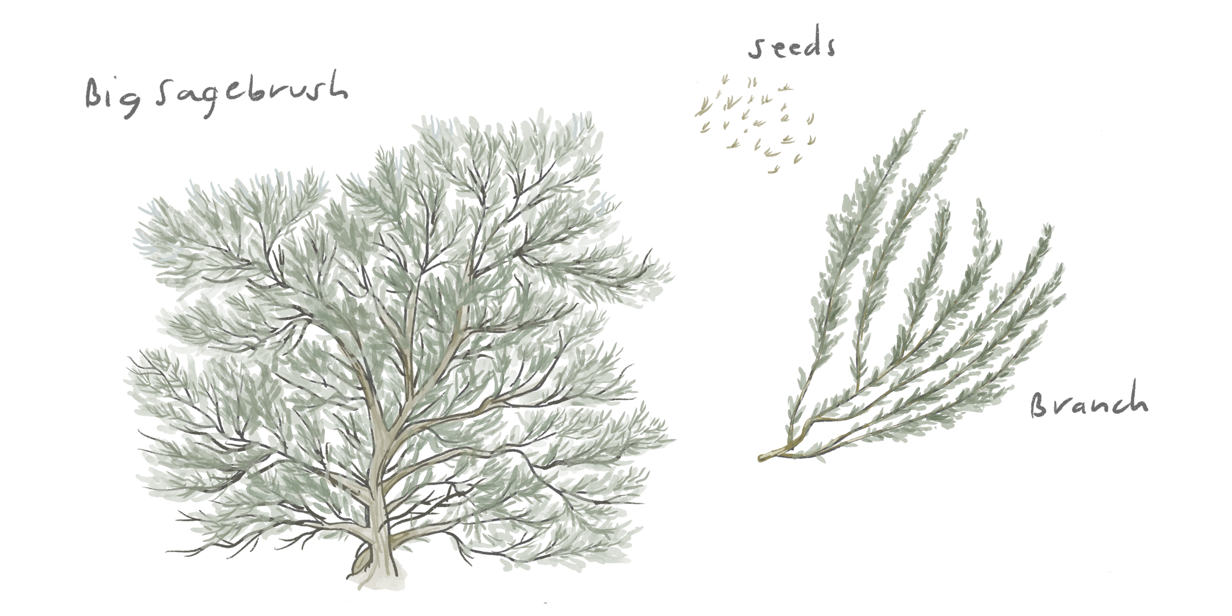 Sagebrush Drawing