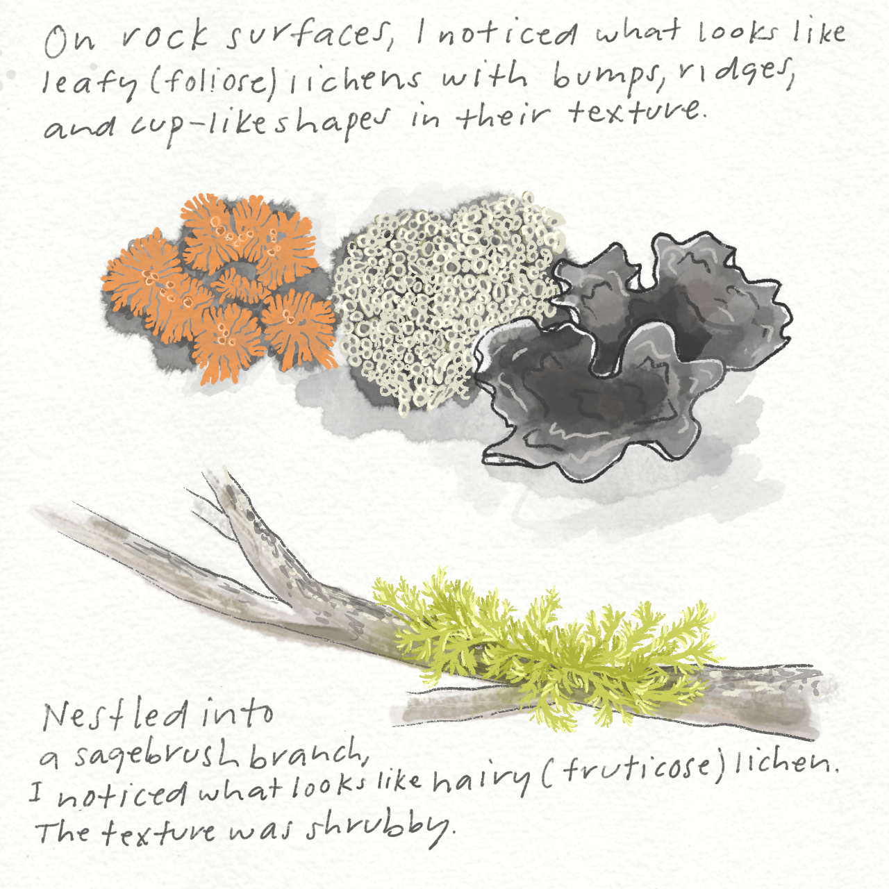 Fruticose Lichen