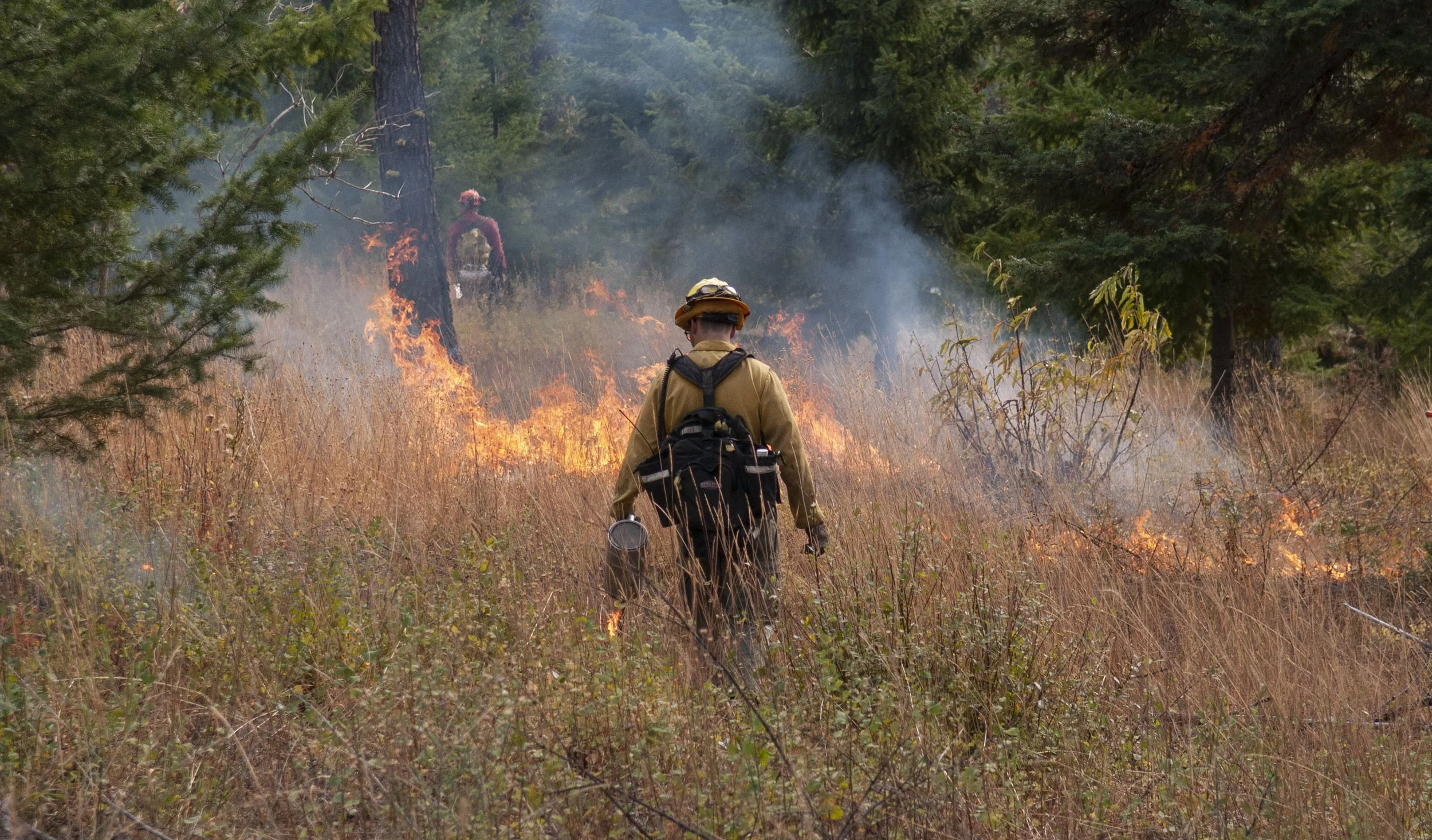 Creative Forest Thinning Reduces Fire Risk and Fosters Healthy Forests ...