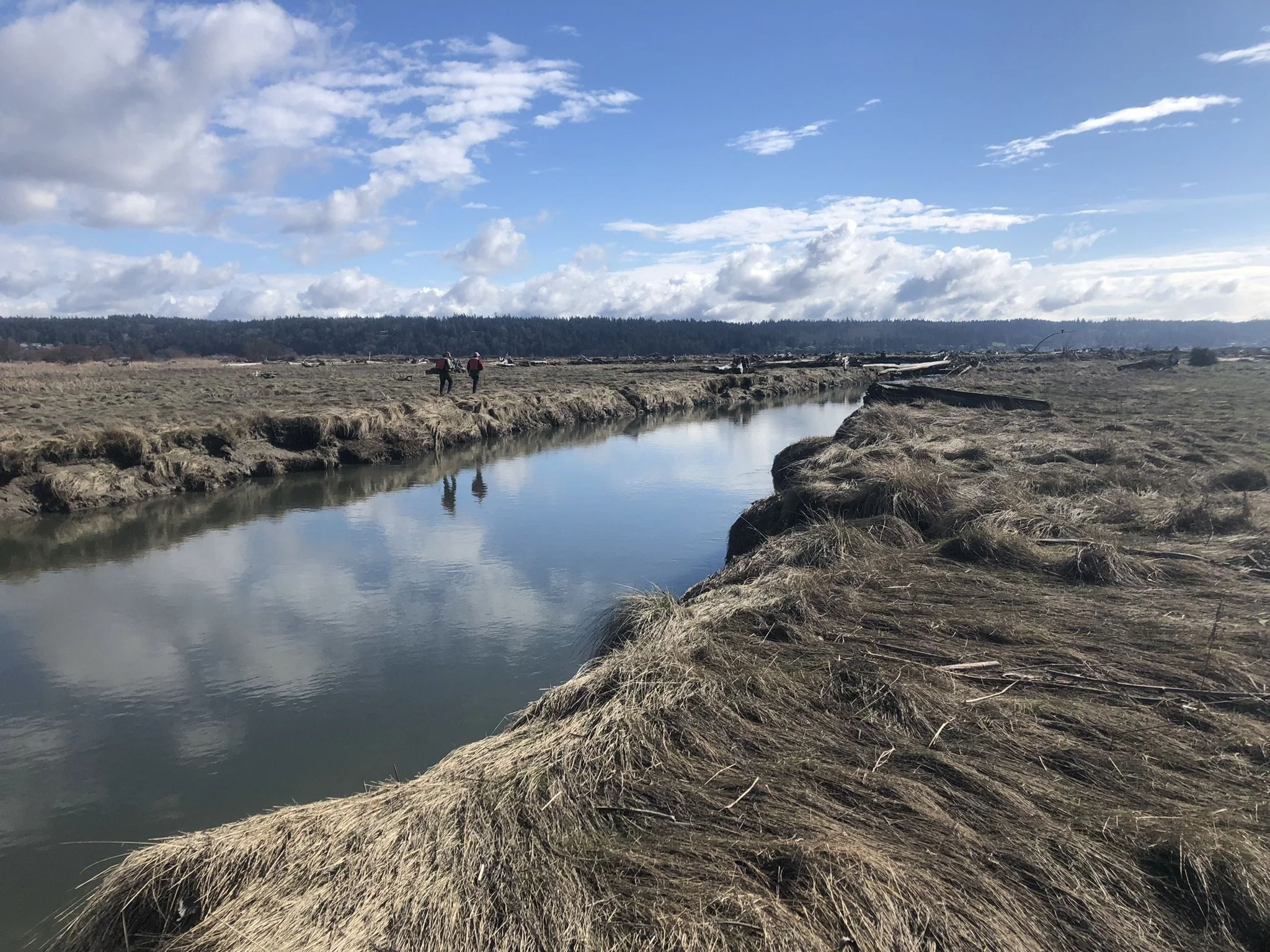 Port Susan Bay Preserve: Where have all the Chinook gone? (Part 2 ...