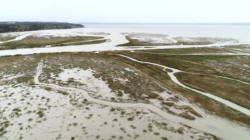 Port Susan Bay Preserve: Where have all the Chinook gone? (Part 2 ...