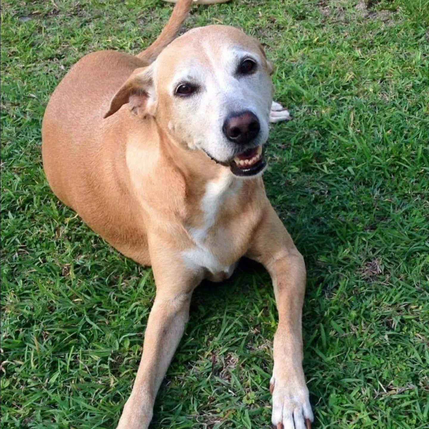 What Do You Need To Cross The Border With A Dog