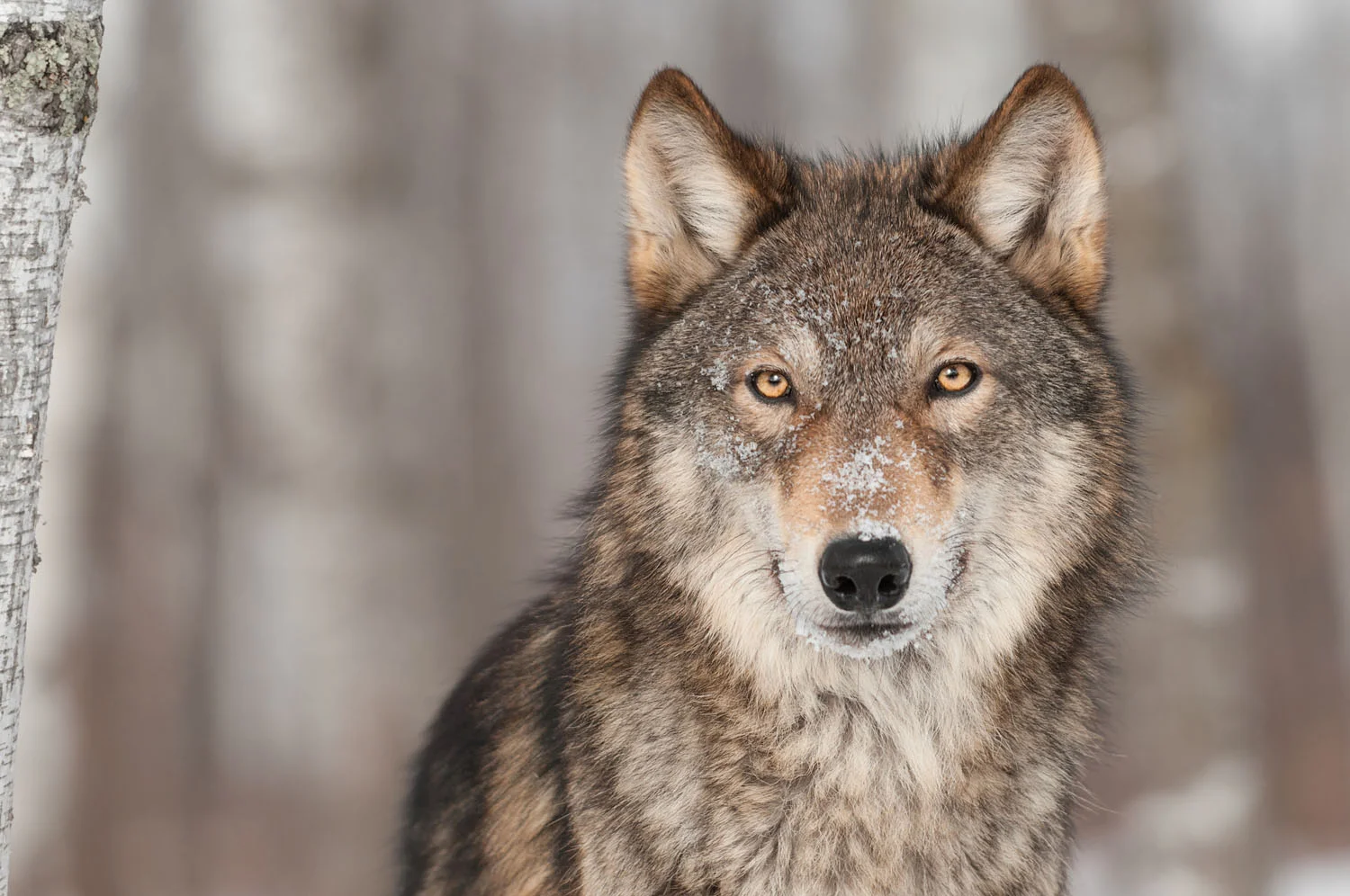 Wild Paws Sanctuary | Home