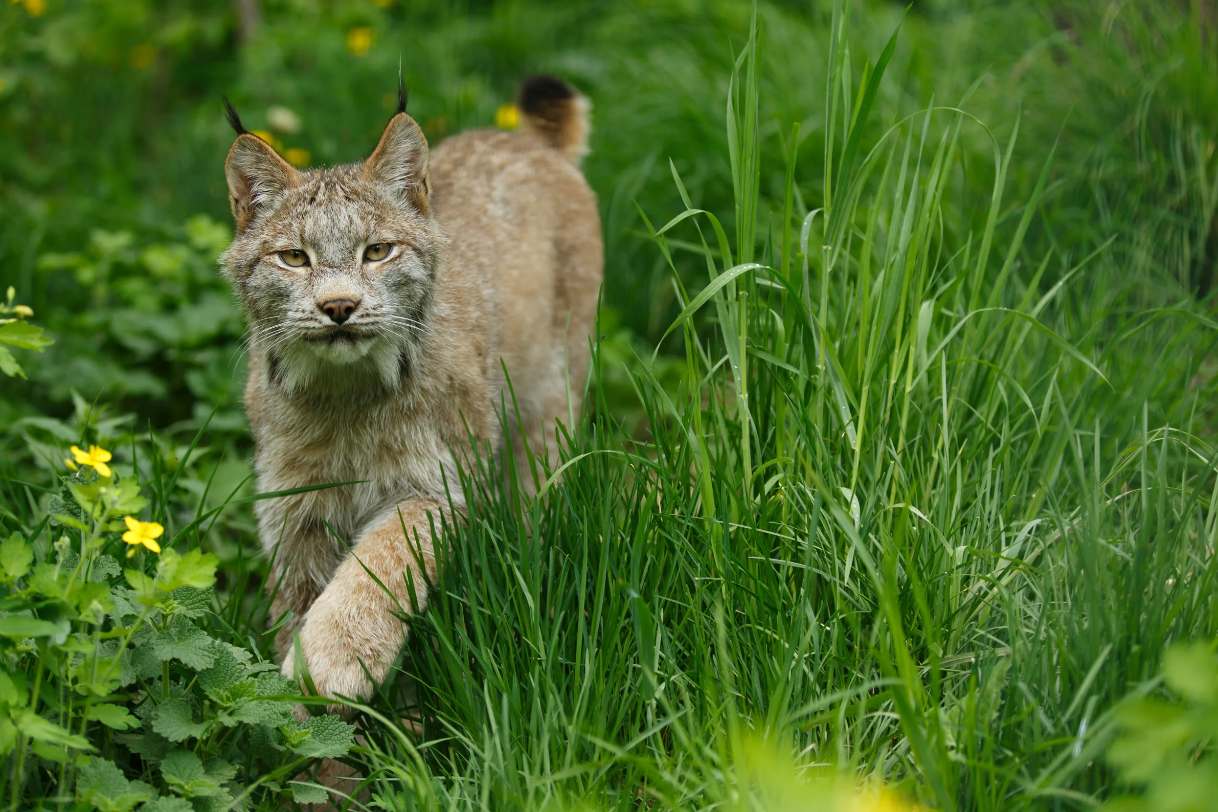 Wild Paws Sanctuary | Canada Lynx