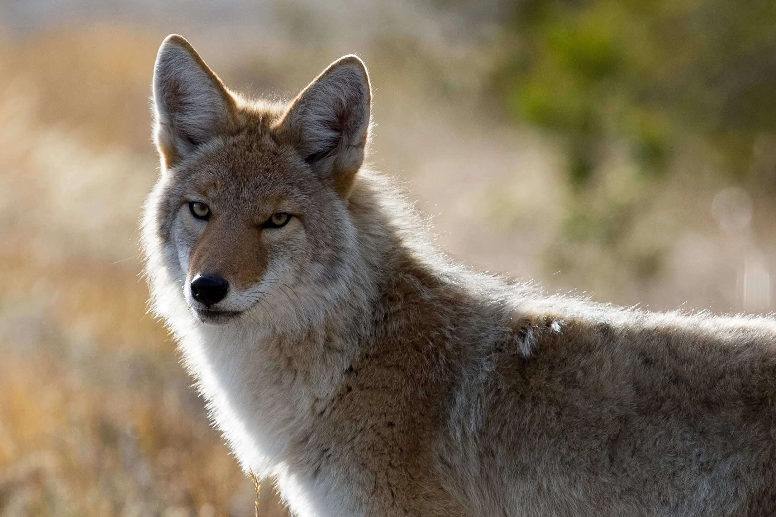 Wild Paws Sanctuary | Coyote