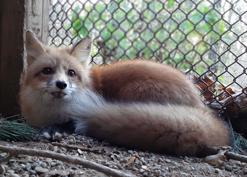 Wild Paws Sanctuary | News & Events | Our First Rescued Resident!