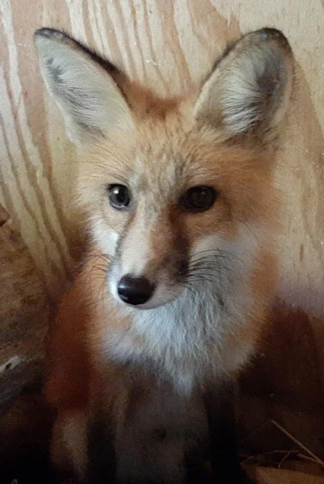 Wild Paws Sanctuary | News & Events | Our First Rescued Resident!