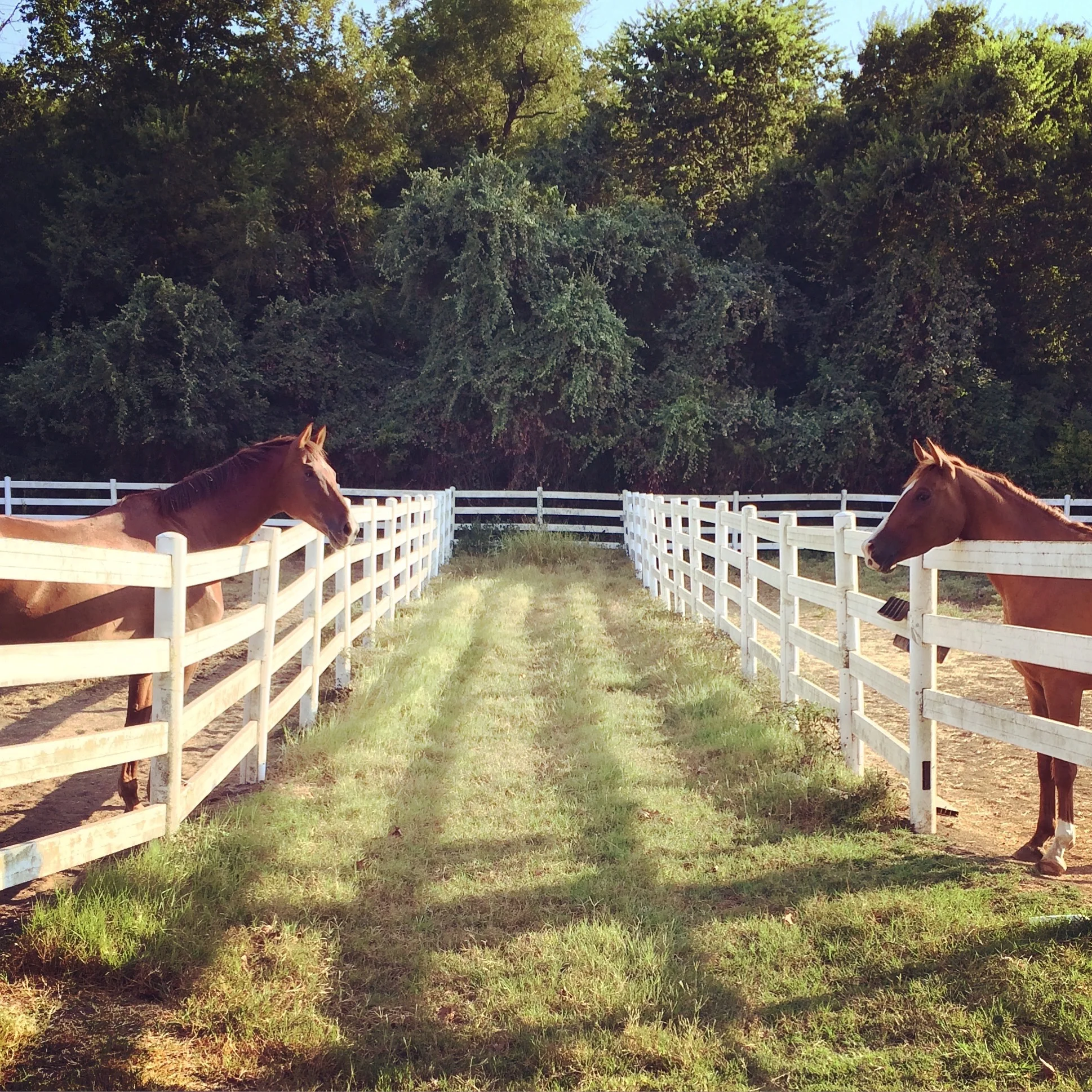 Jeanne Dake Dressage