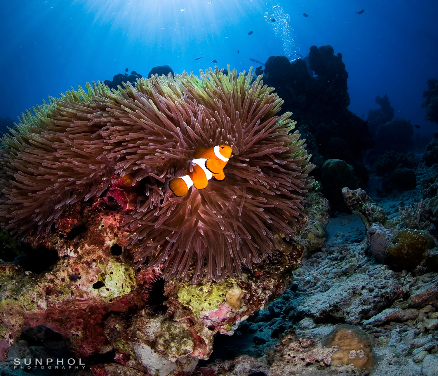 News & Blog — The Reef-World Foundation